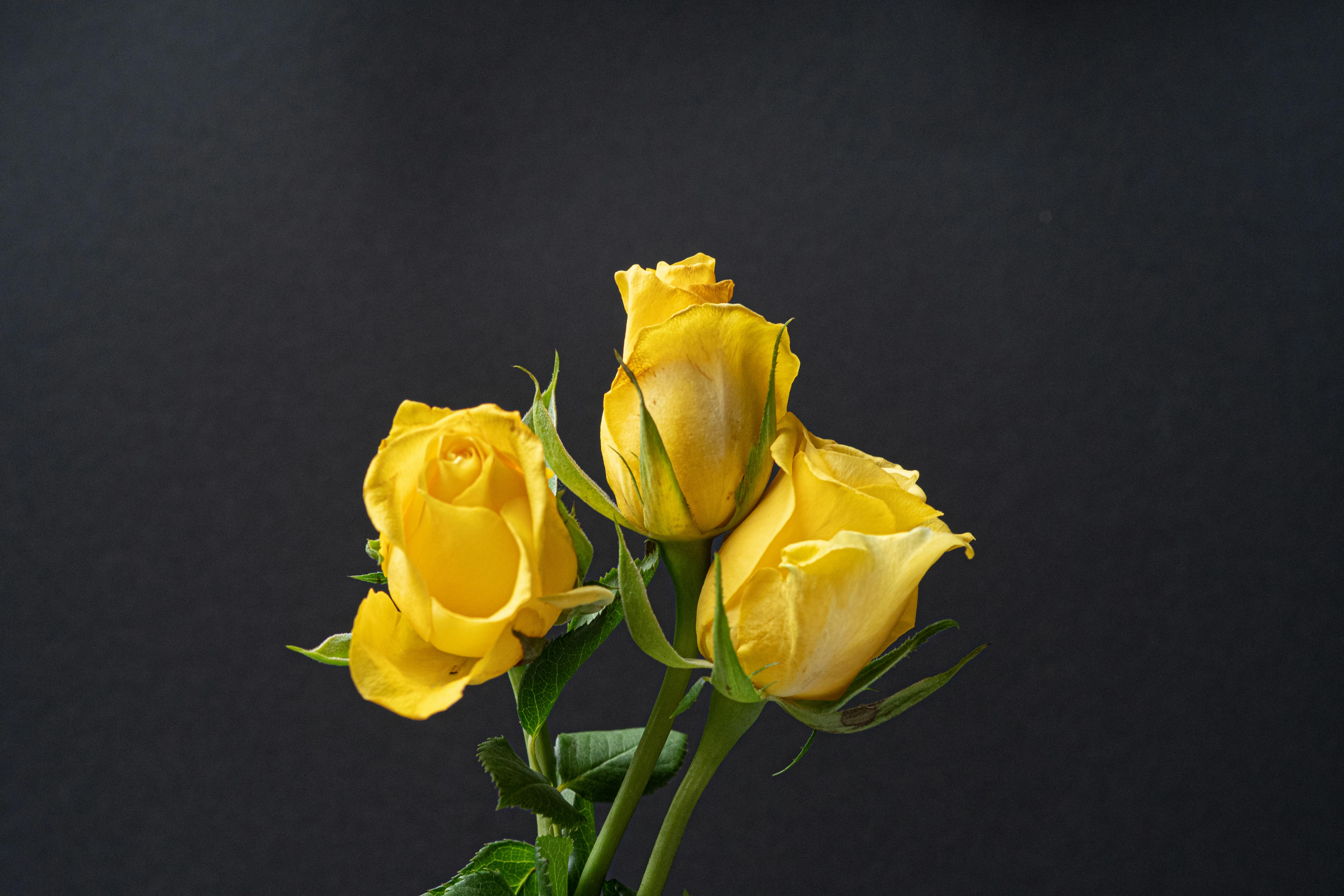 Close-Up Shot of Yellow Roses · Free Stock Photo