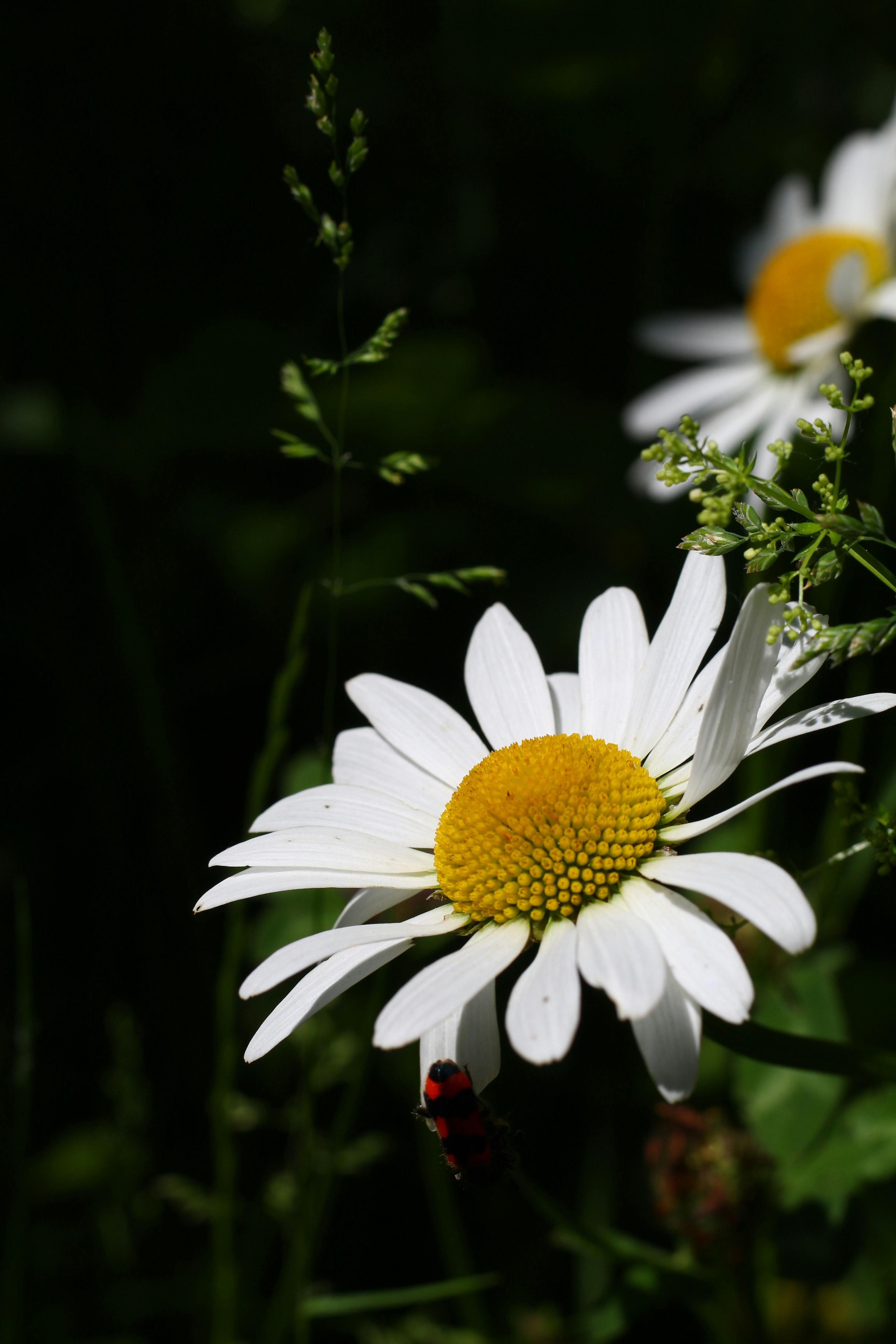 Close-Up Shot of a Blooming Common Daisy Flower · Free Stock Photo