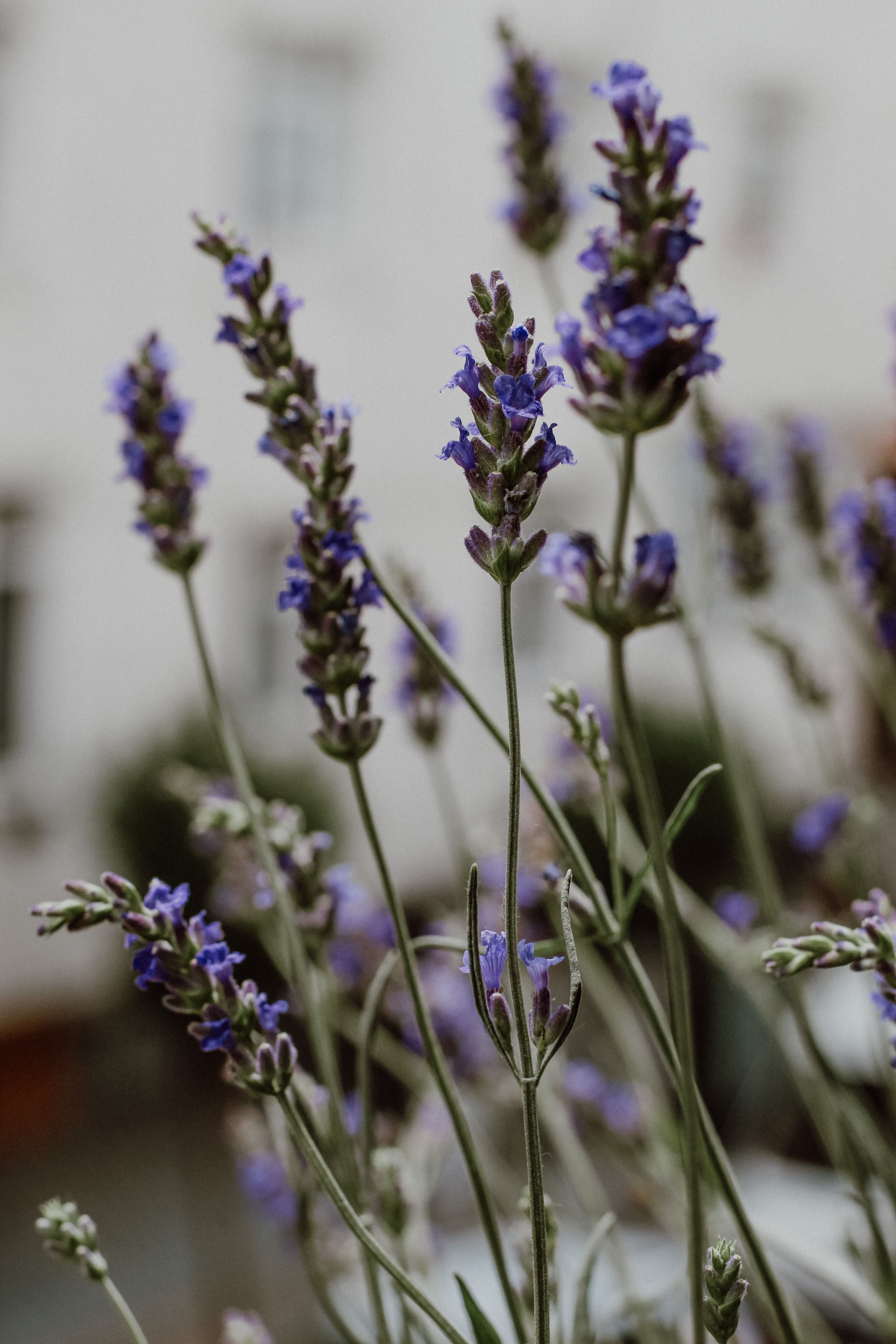 Close-Up Shot of Lavender Flowers · Free Stock Photo