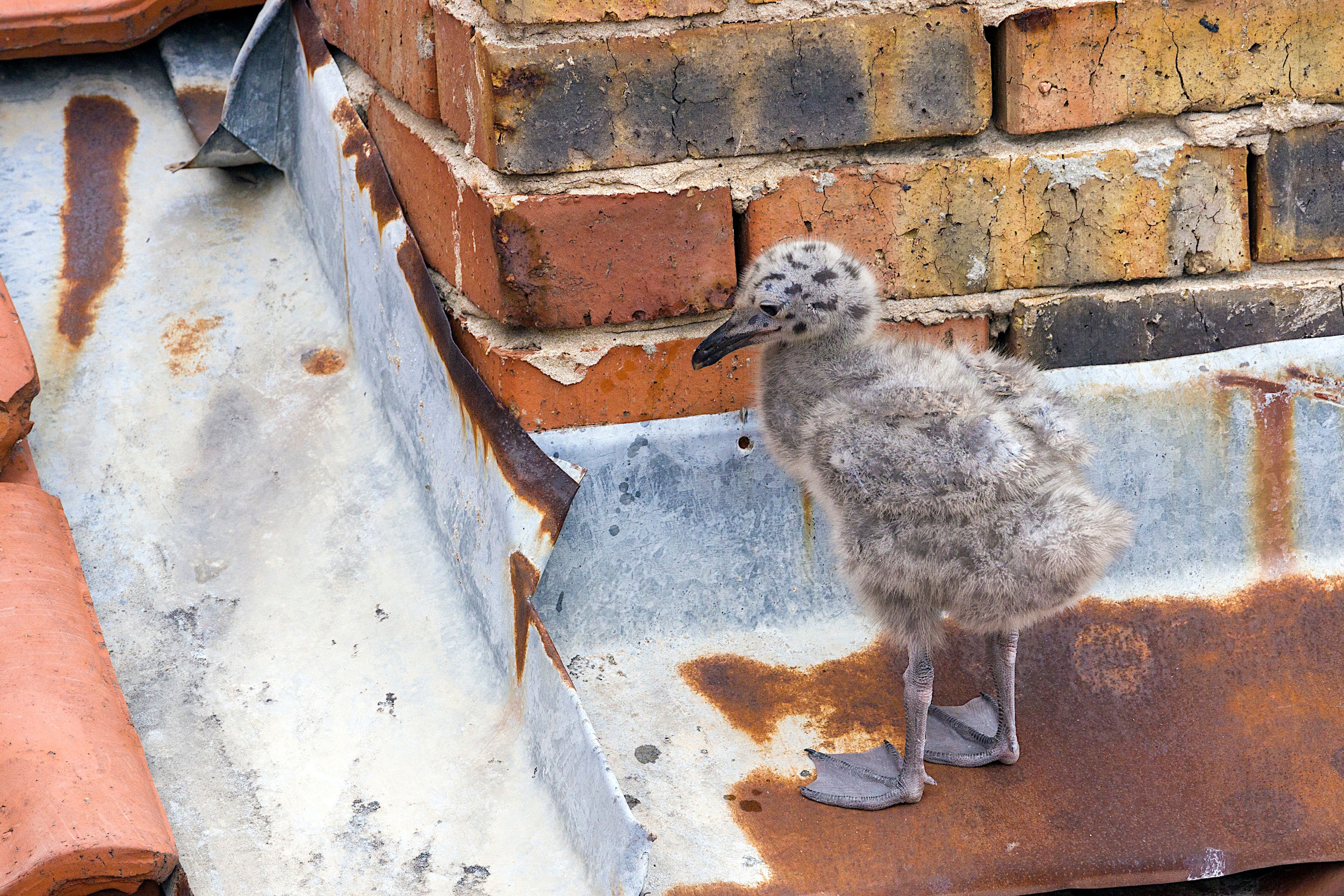 Baby Seagull Photos, Download The BEST Free Baby Seagull Stock Photos ...