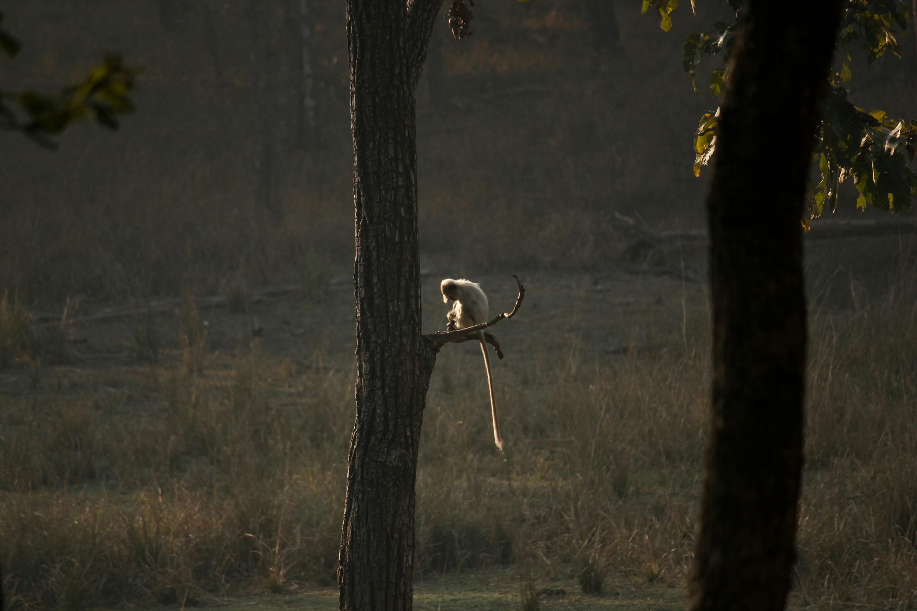 Animal Pics Photos, Download The BEST Free Animal Pics Stock Photos ...