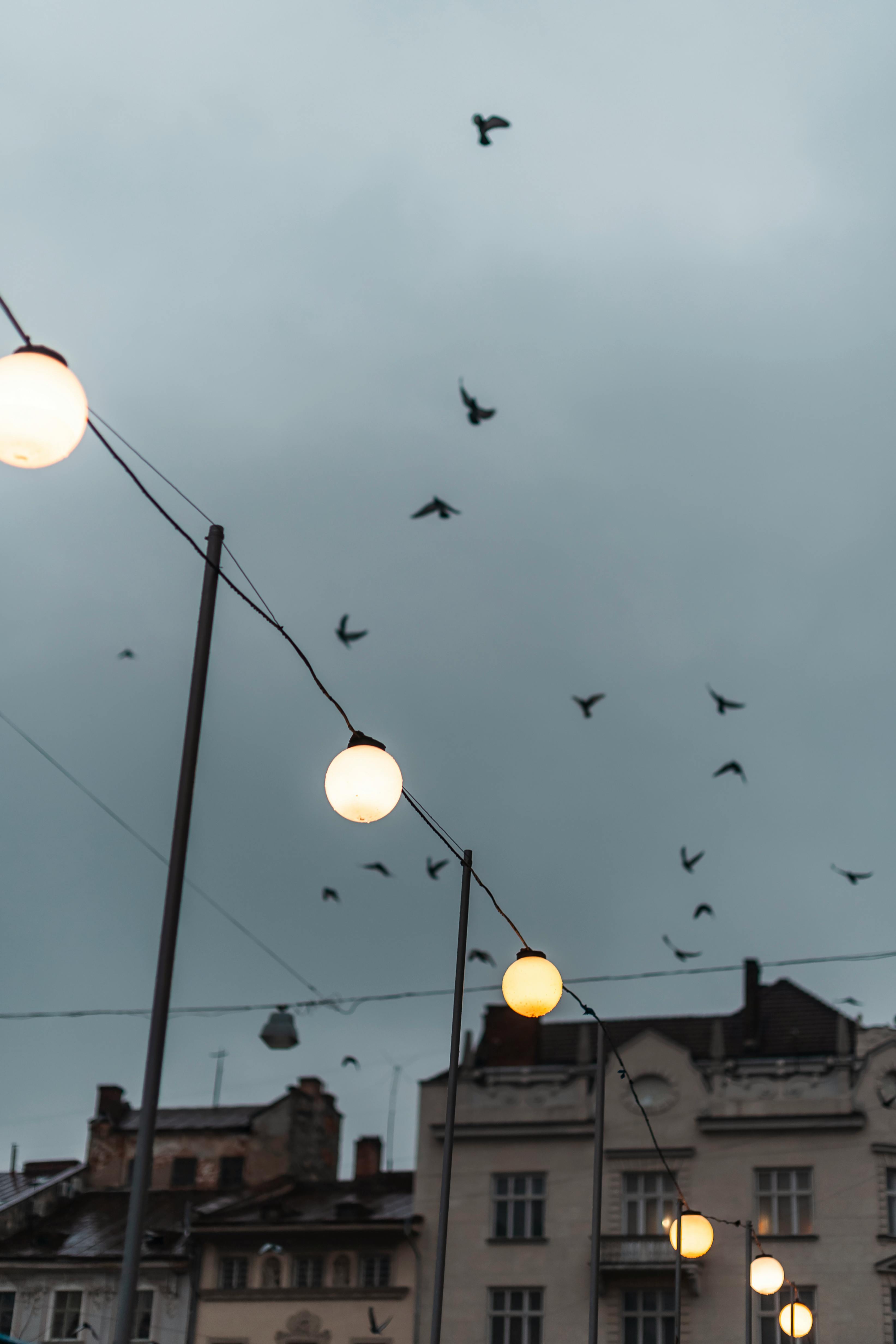 Flock of Birds Flying over the Street Lights · Free Stock Photo