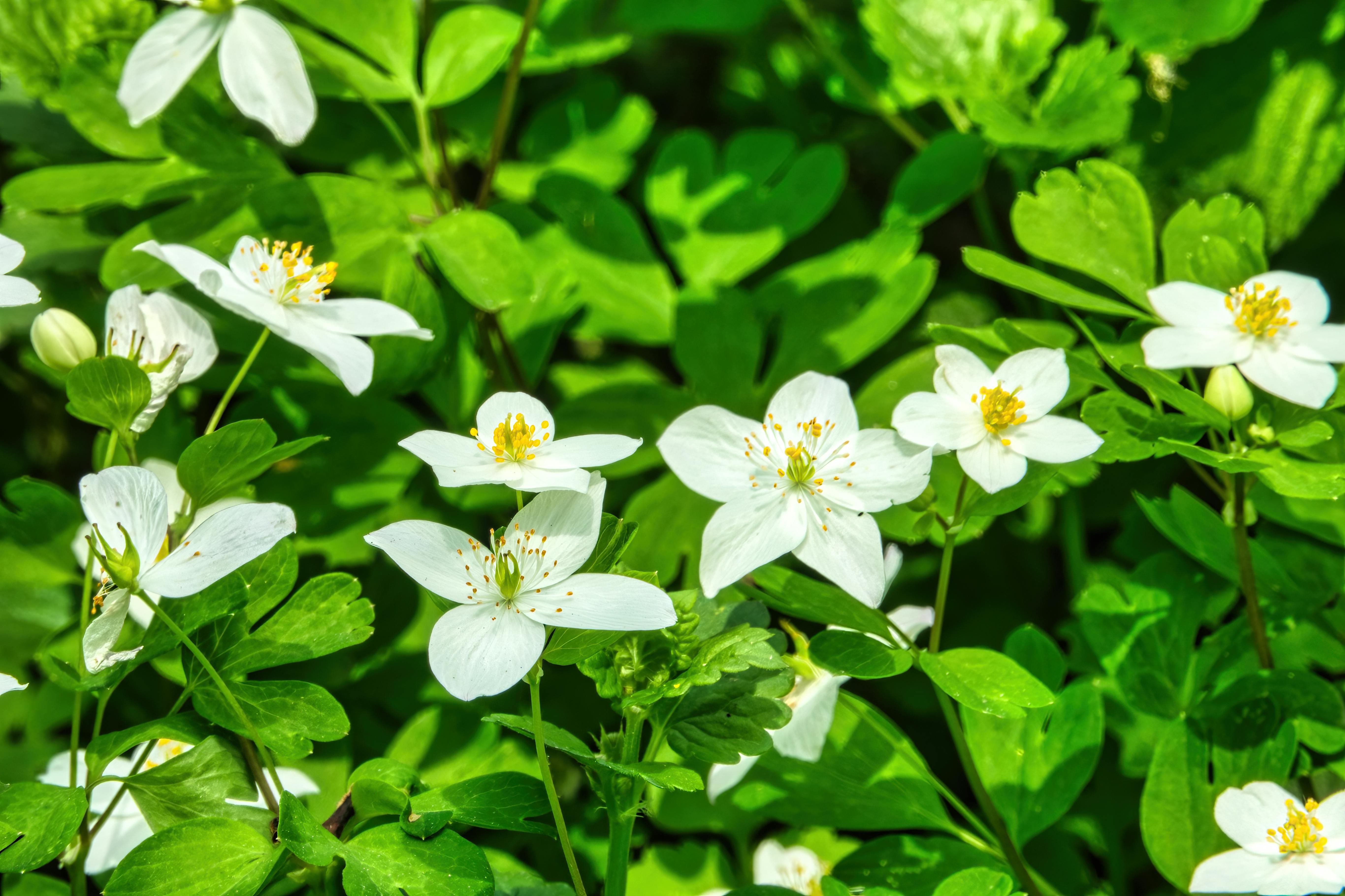 Close-up of Small Delicate White Flowers · Free Stock Photo
