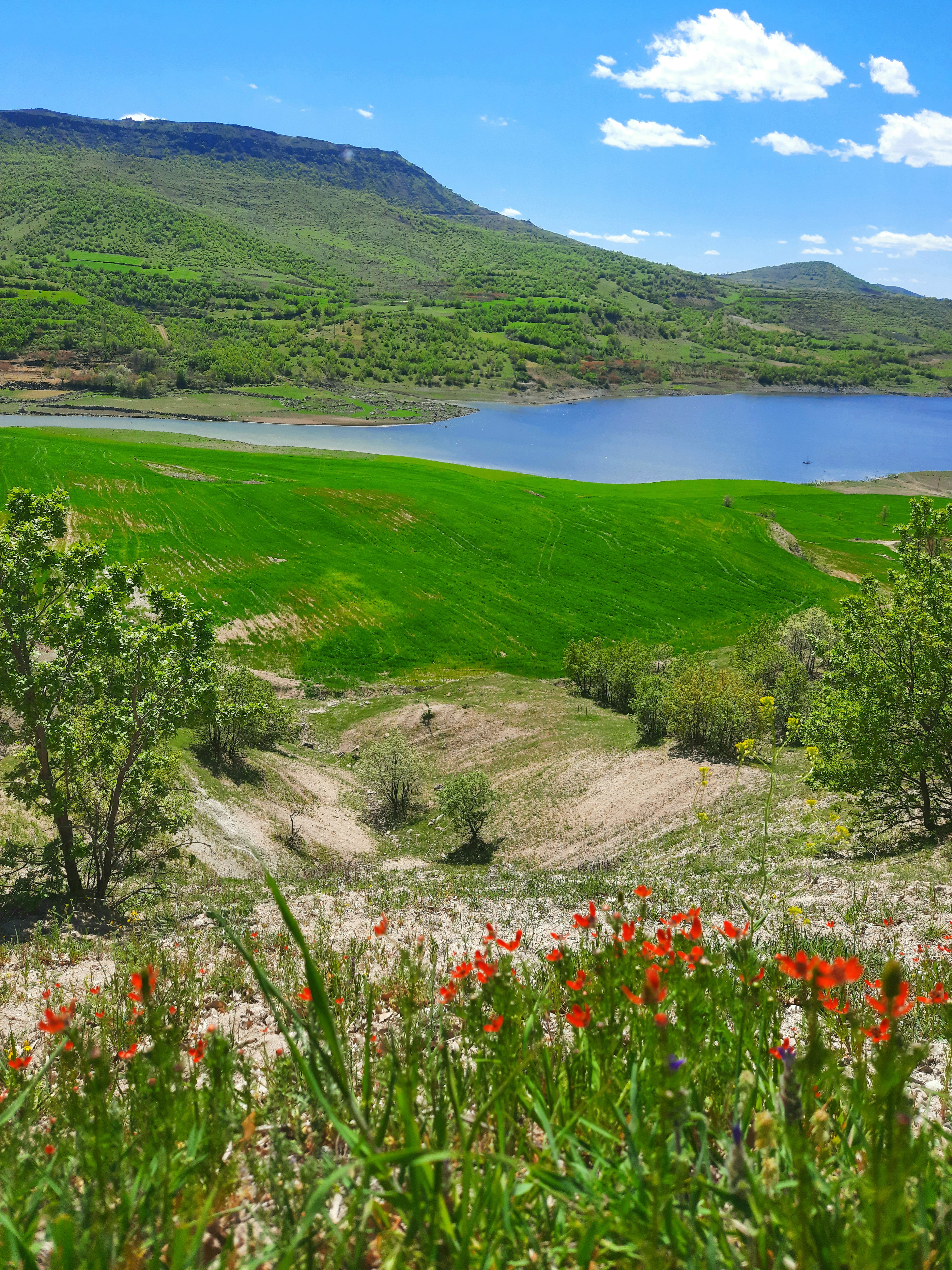 Scenic View of Green Grass Field Near Lake · Free Stock Photo