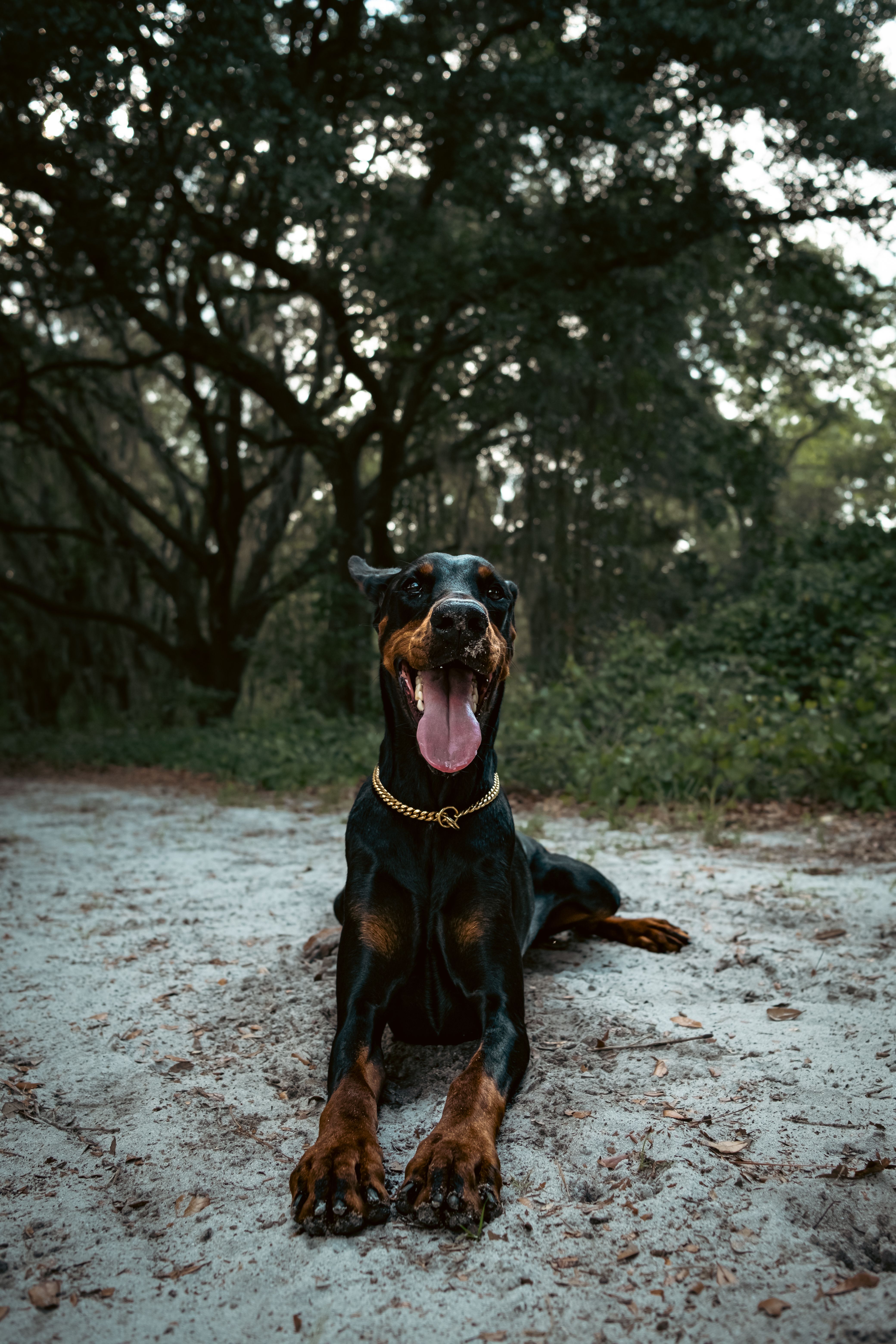 Doberman Pinscher Dog Barking Photos, Download The BEST Free Doberman ...