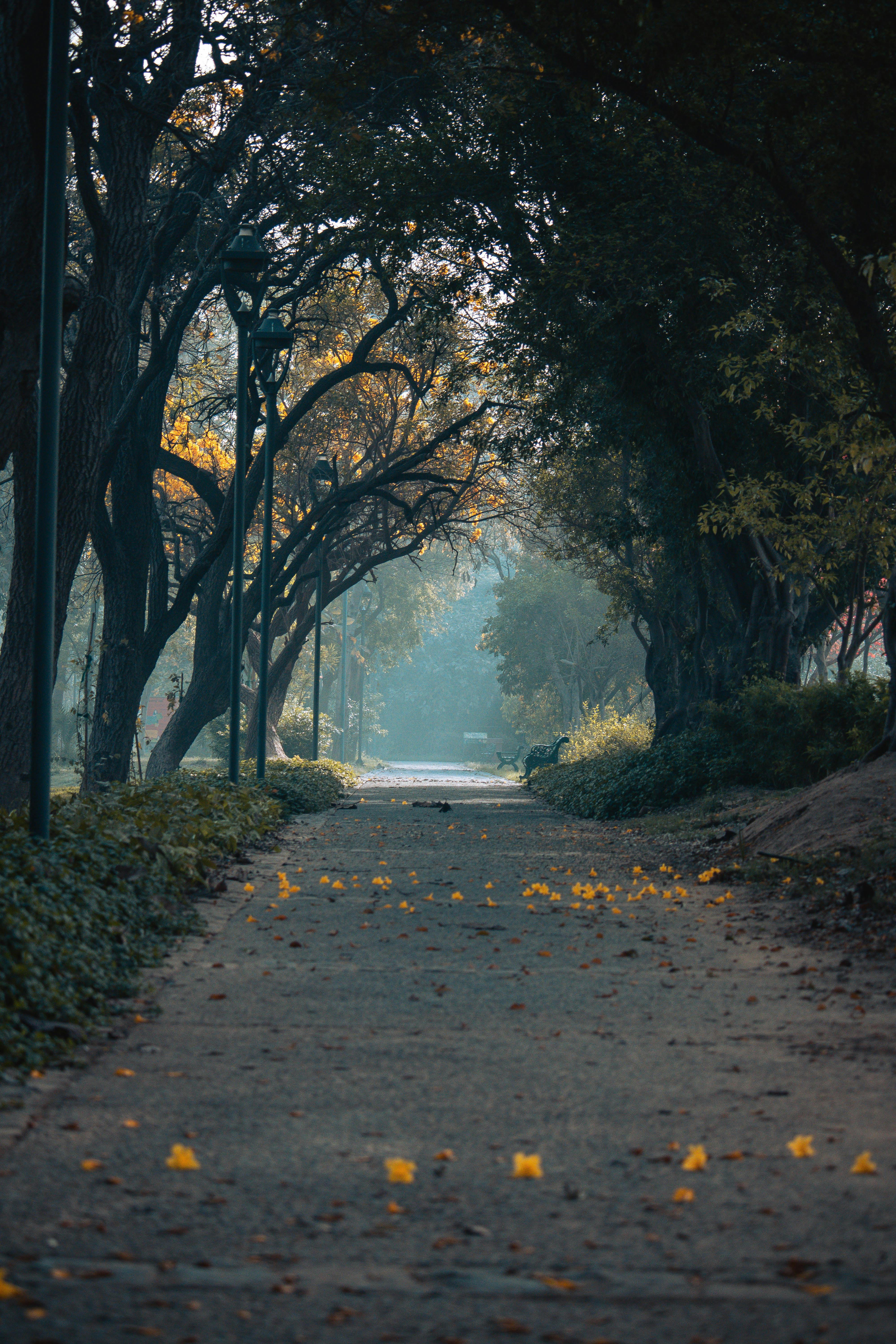 Walkway Between Trees at a Park · Free Stock Photo