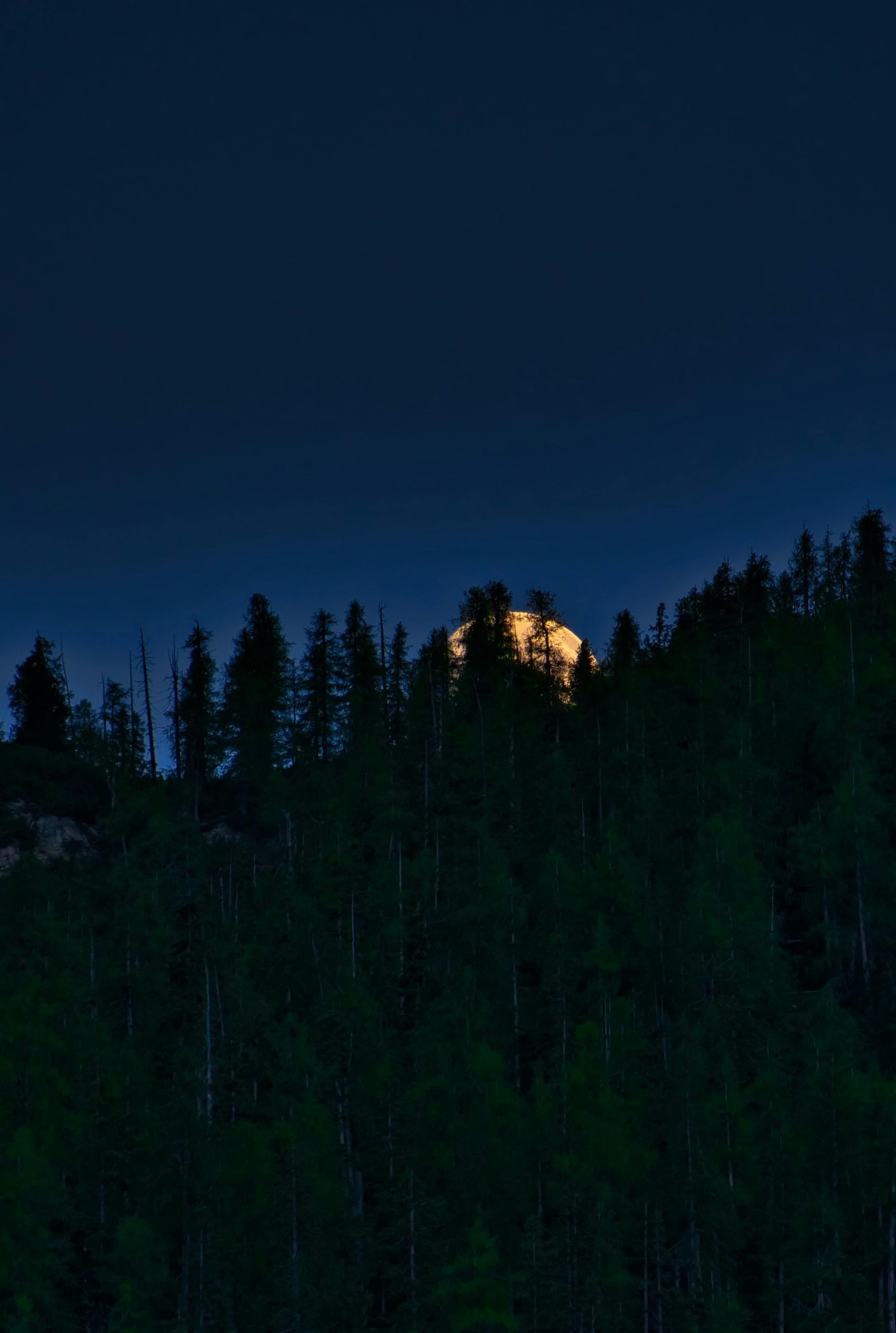 Green Trees Under Blue Sky during Night Time · Free Stock Photo