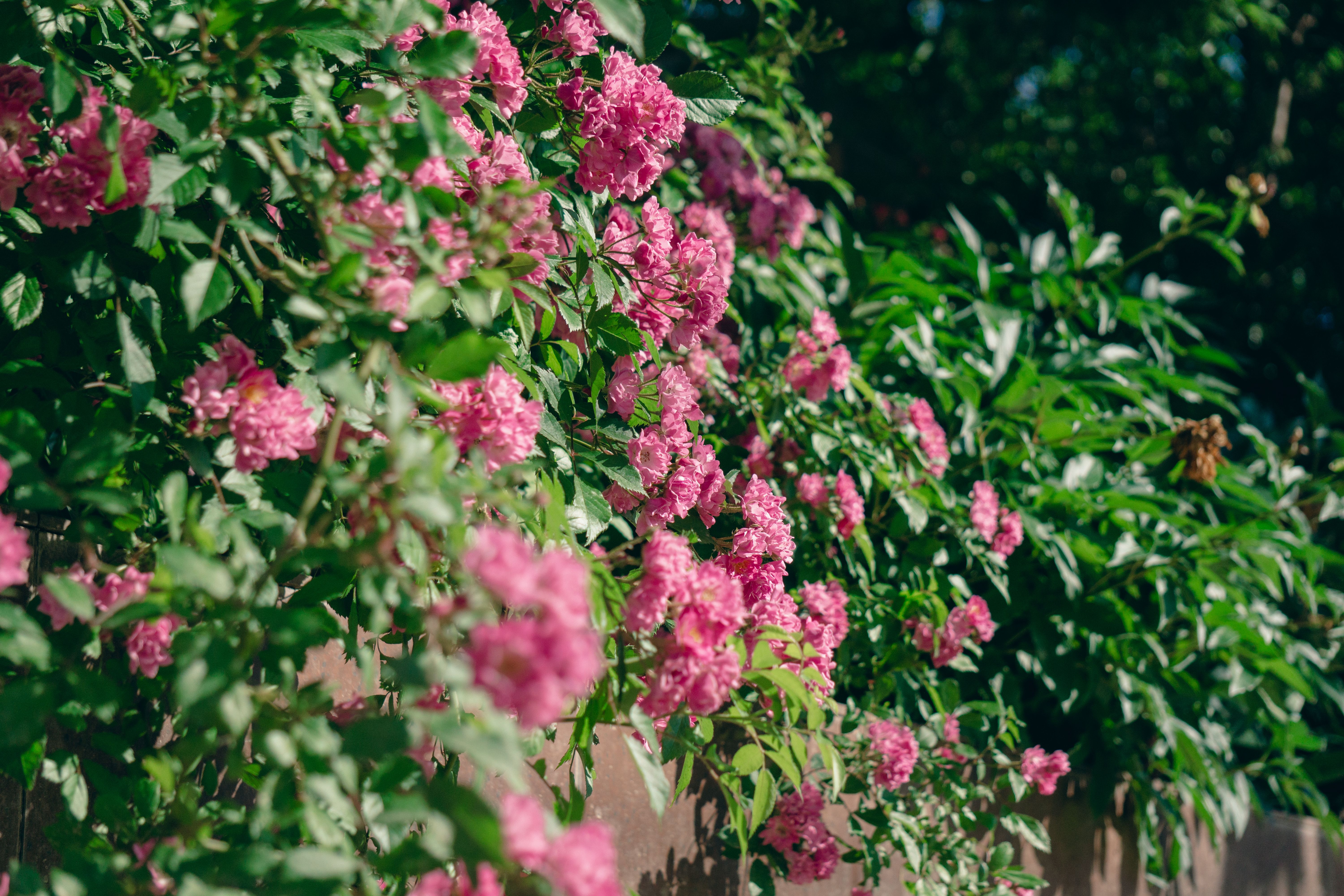 Close up of Flowers · Free Stock Photo