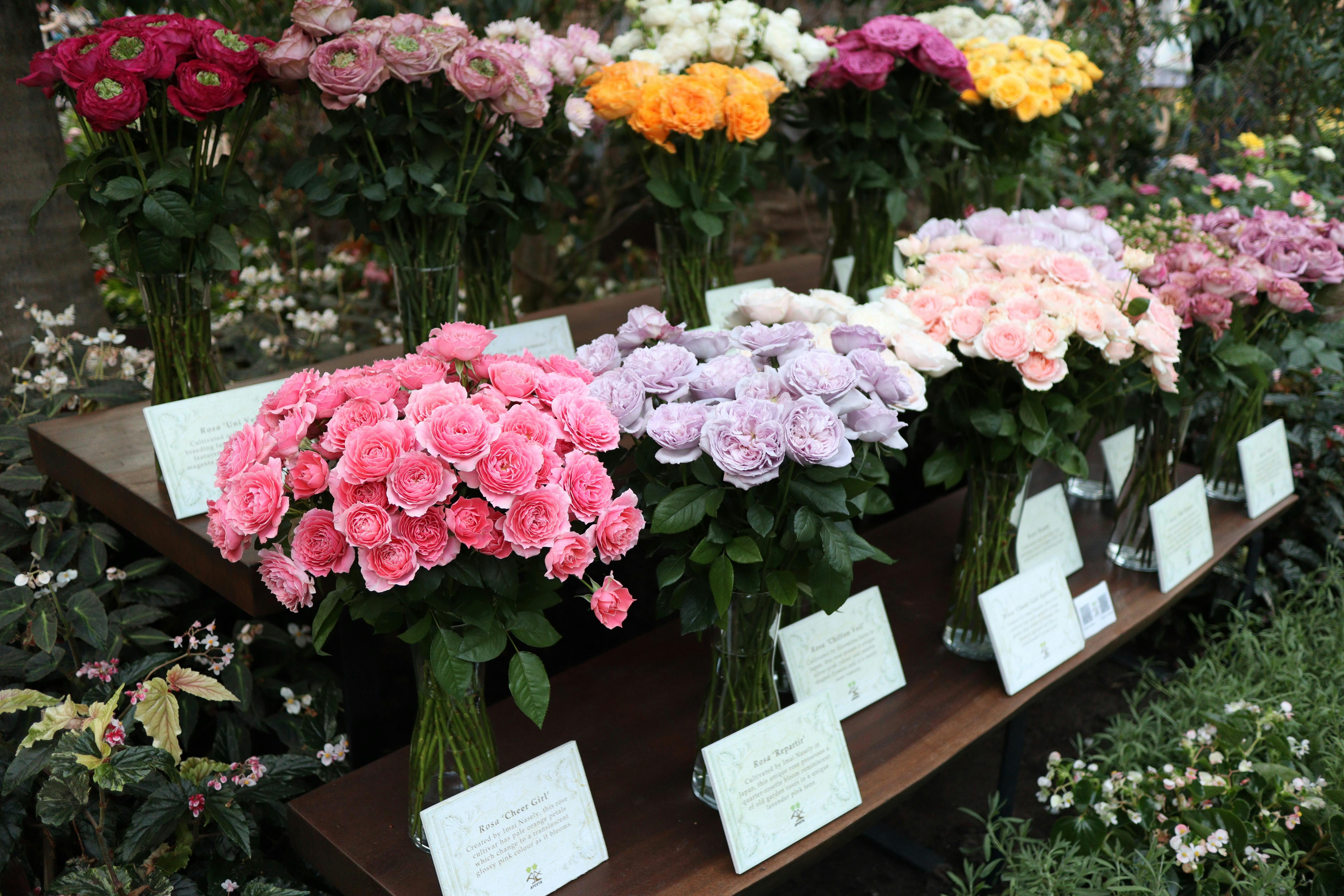 Different Types of Beautiful Flowers · Free Stock Photo