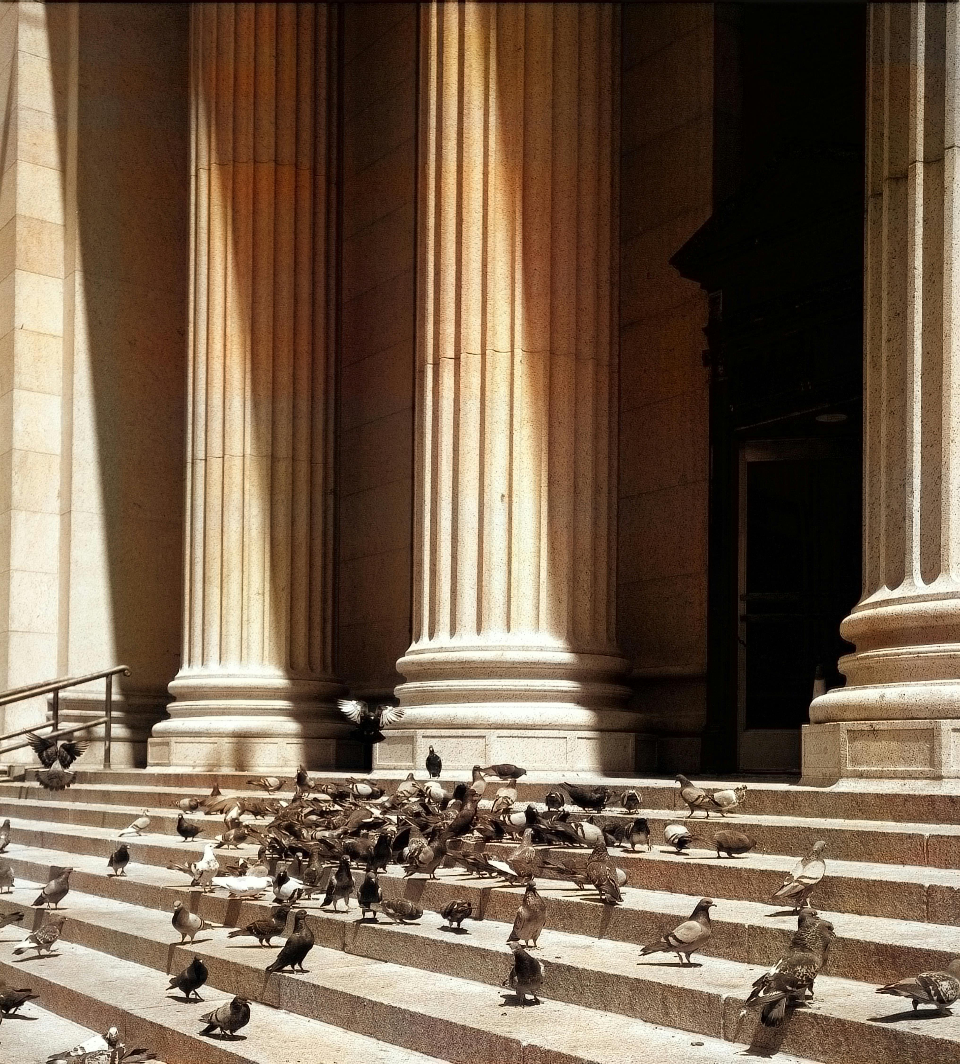 Pigeons on Stairs near Old Building with Columns · Free Stock Photo