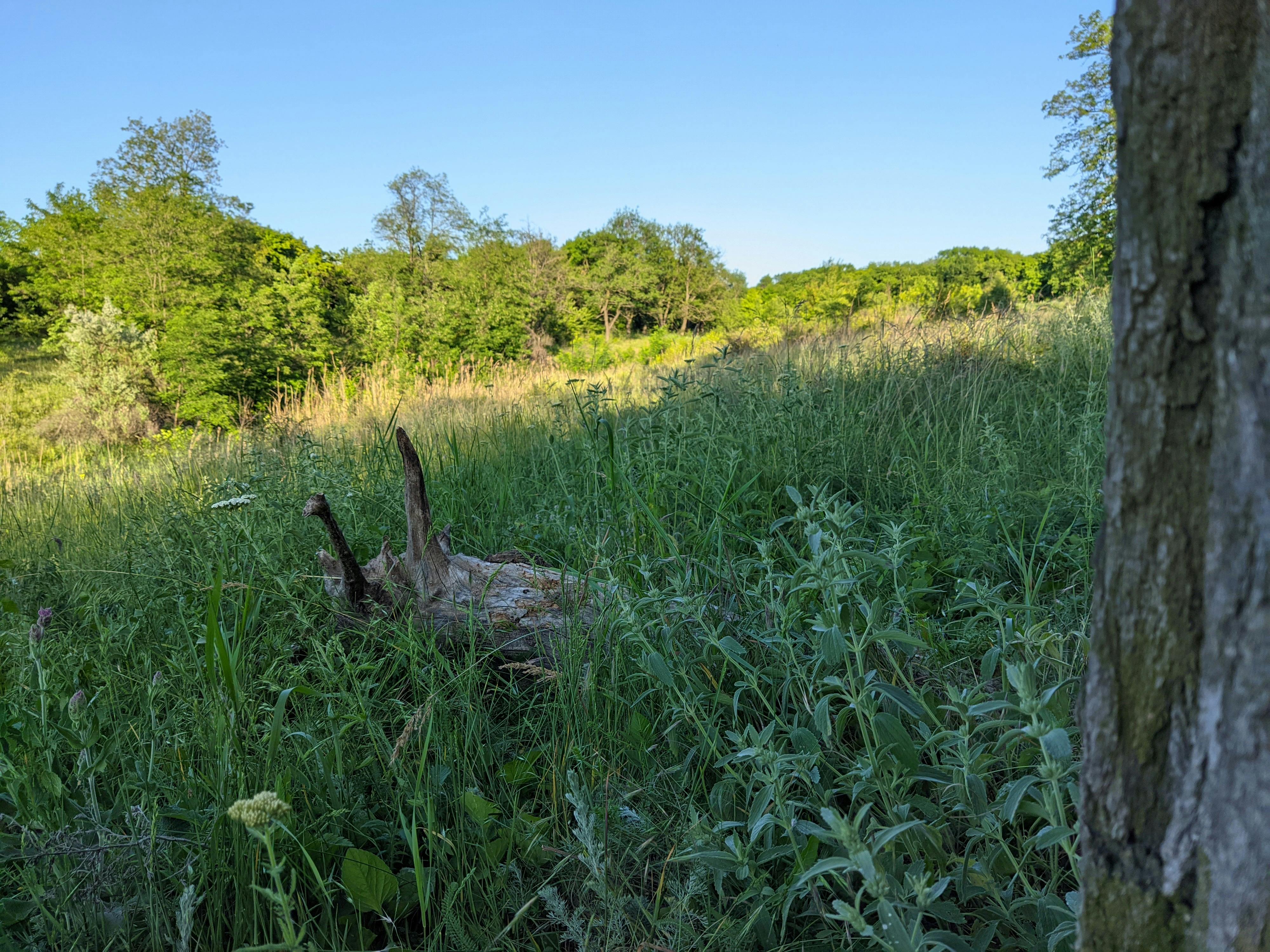 Ally Rossさんが収集したSummer holidays / walksの8件の写真と動画