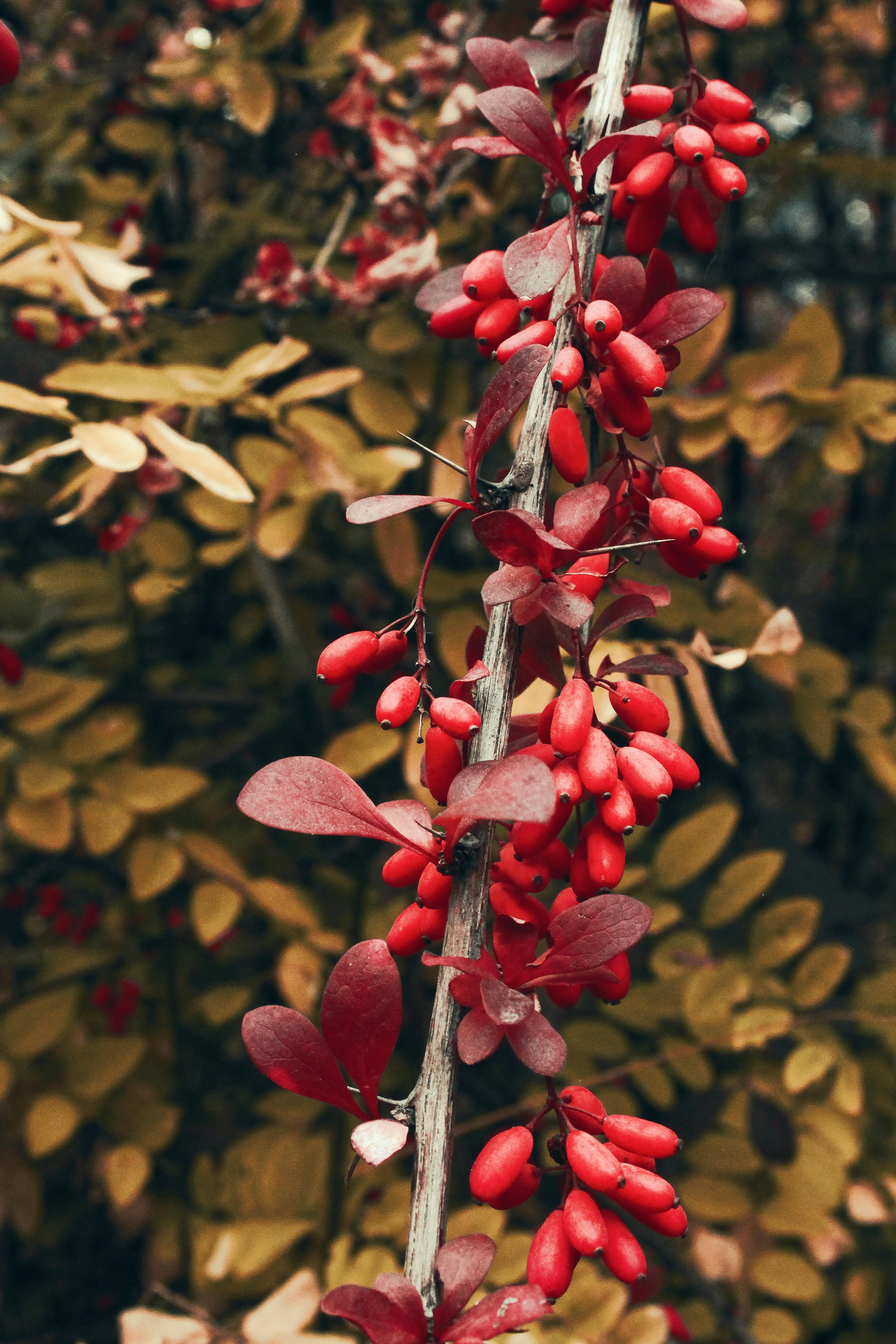 Fruits of Barberry Shrub · Free Stock Photo