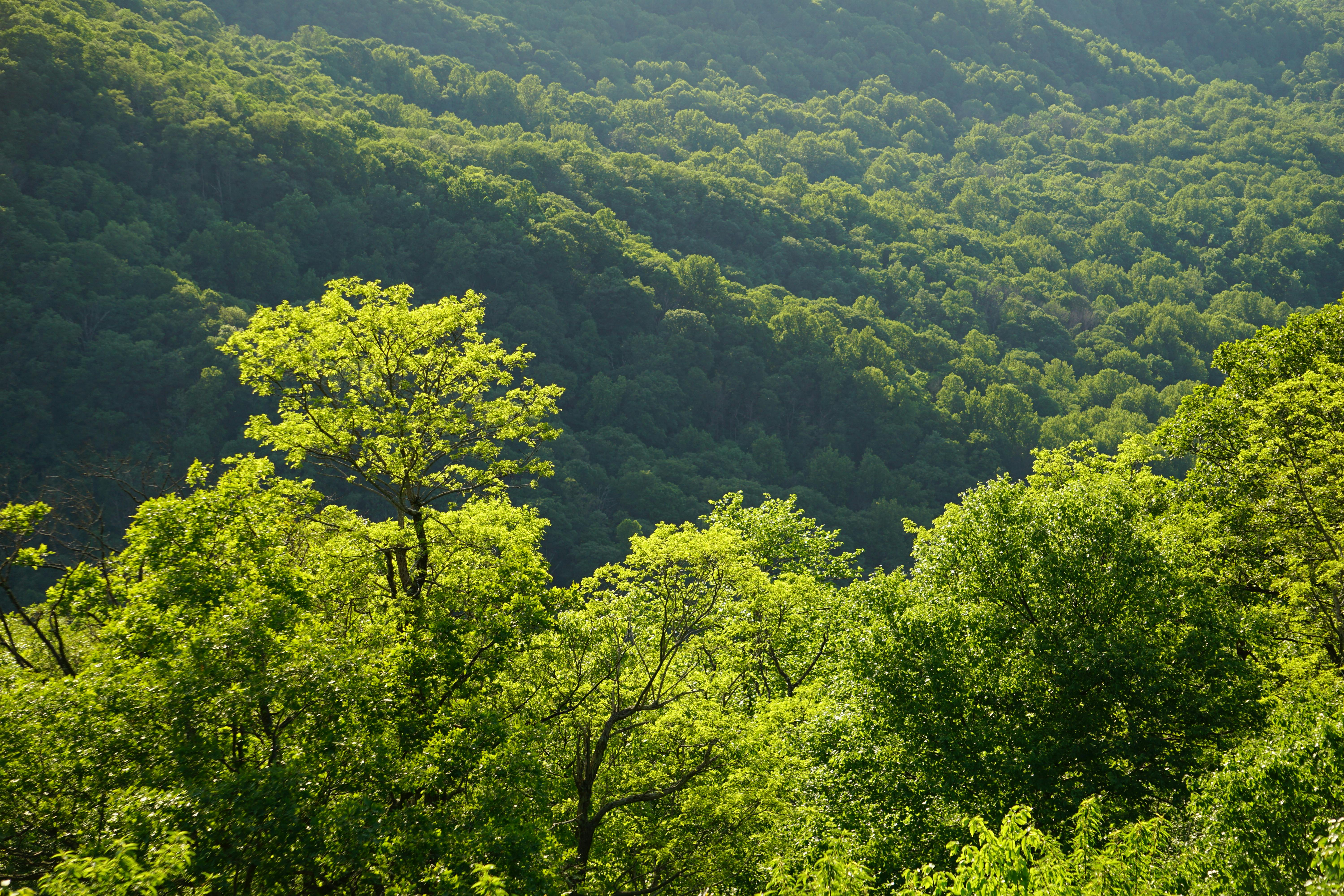 An Aerial Shot of Green Trees in a Mountain · Free Stock Photo