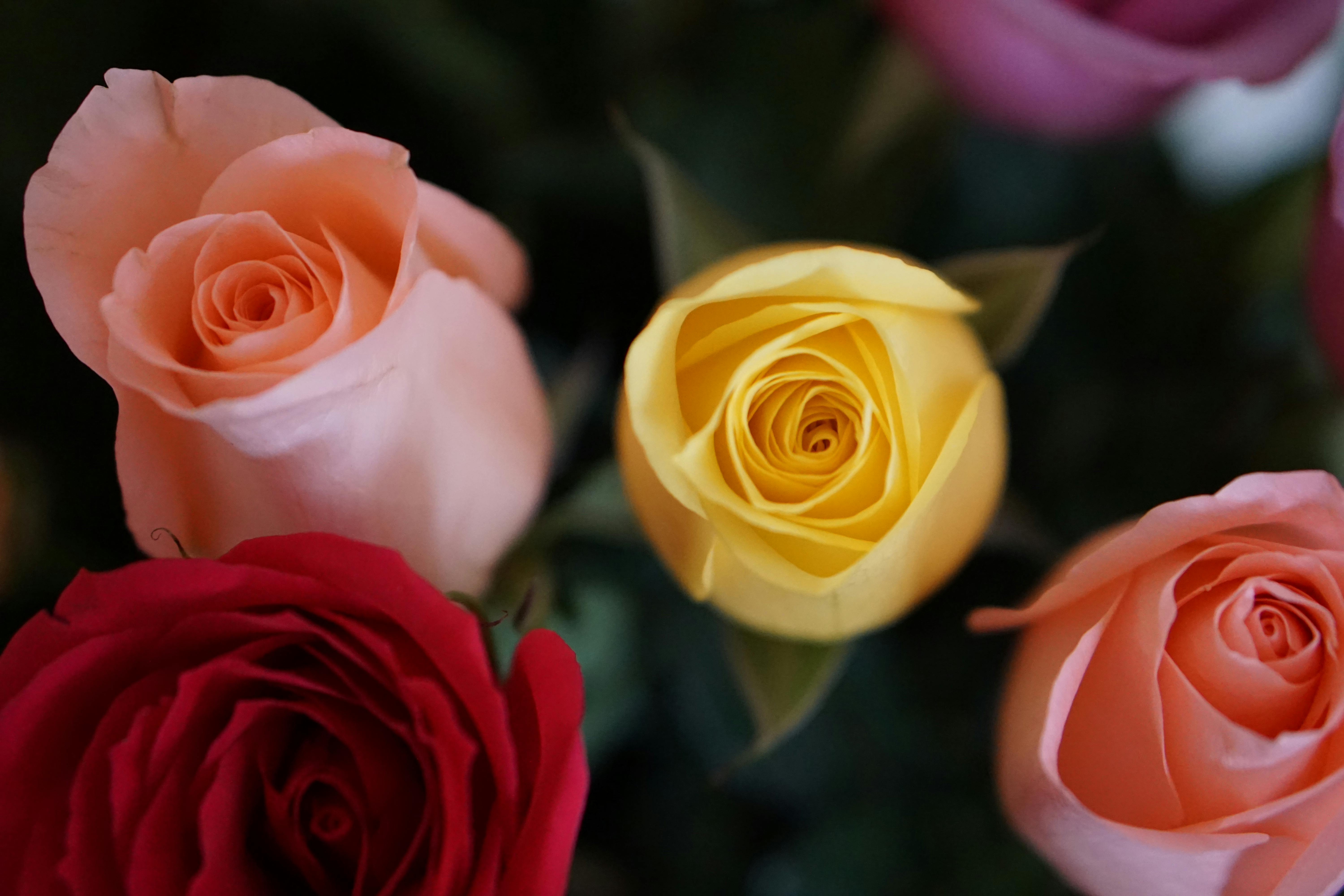 A Close-Up Shot of Colorful Roses · Free Stock Photo