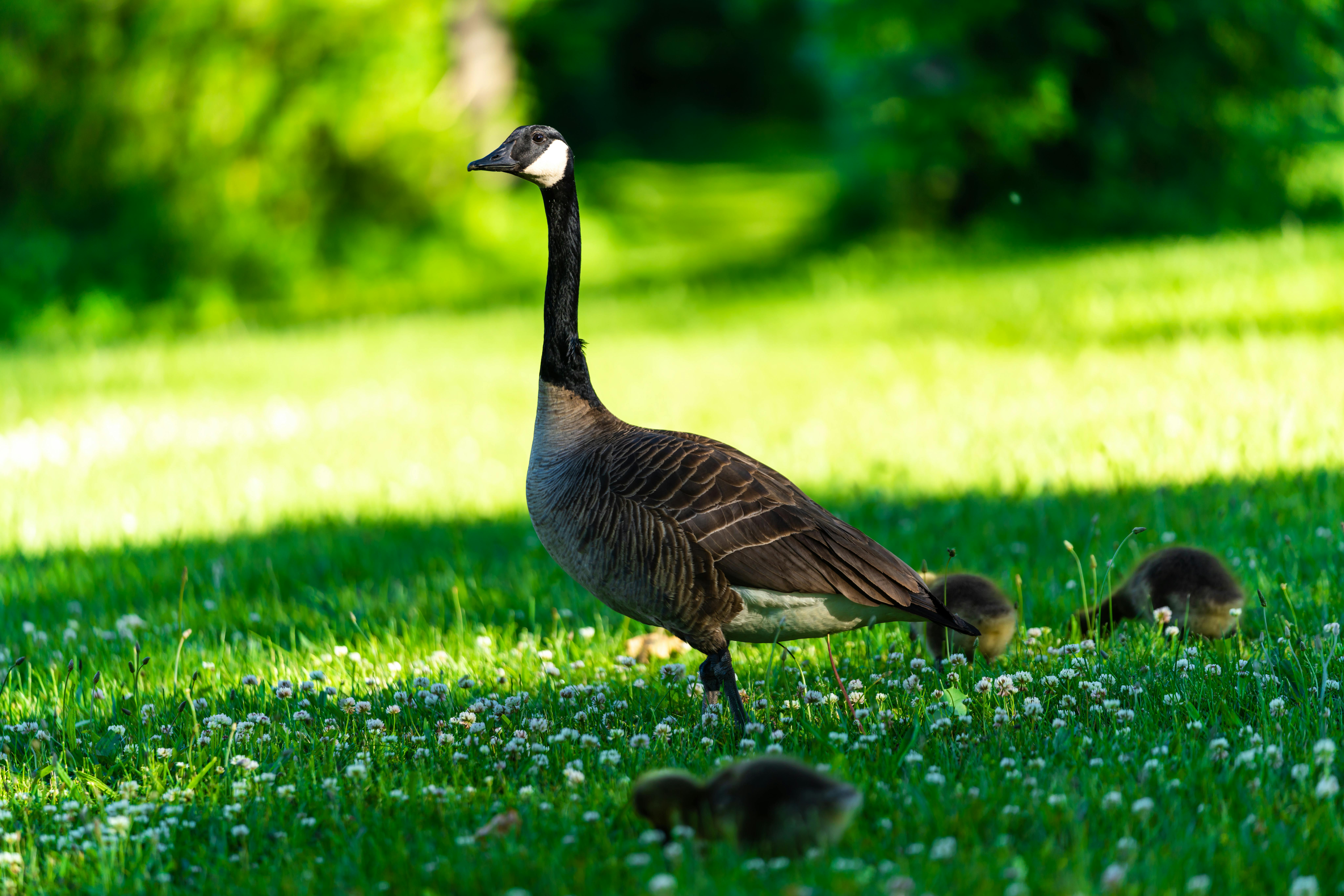 A Black and White Goose with Goslings on Green Grass · Free Stock Photo