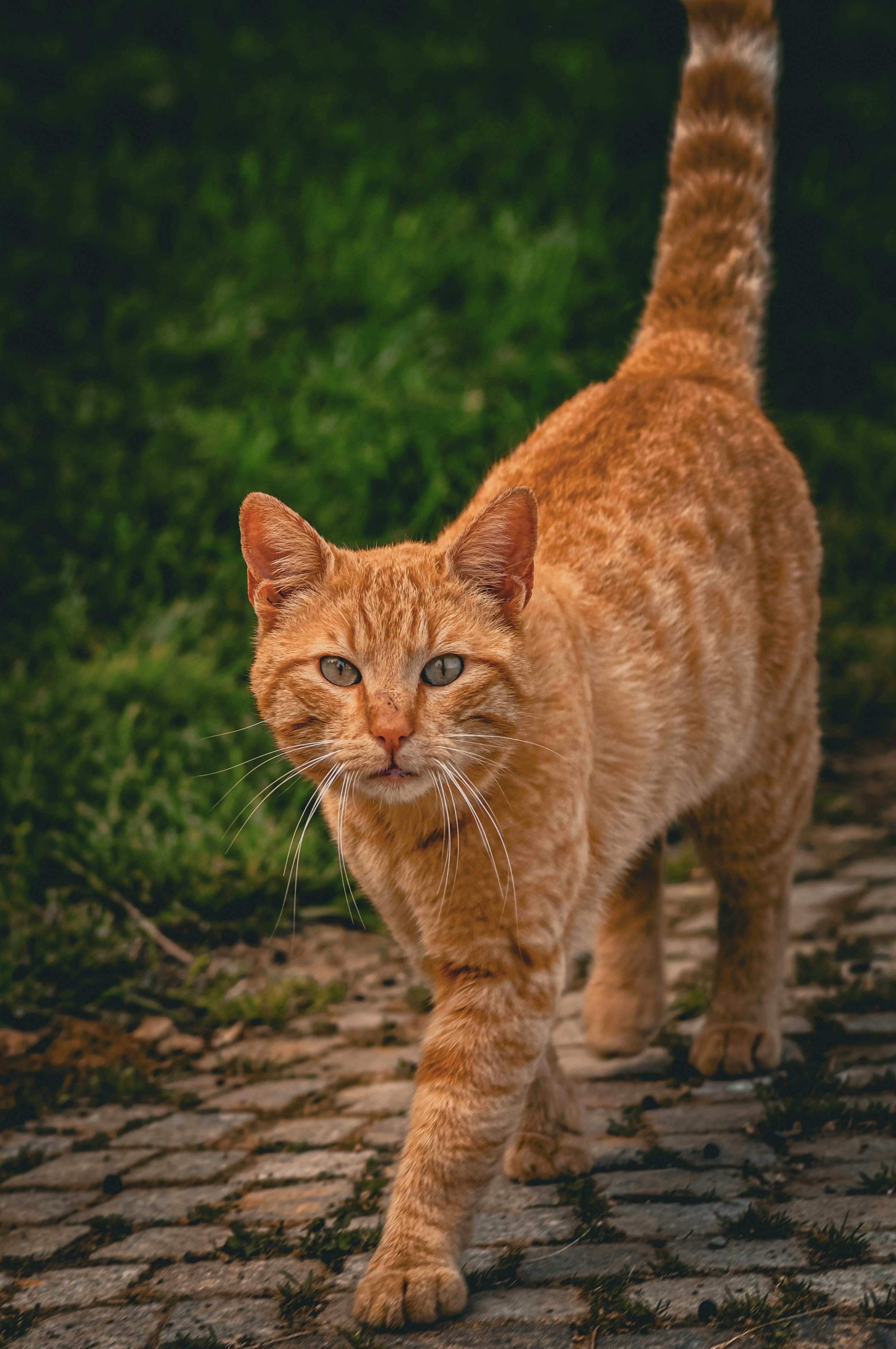 An Orange Tabby Cat on a Walkway · Free Stock Photo