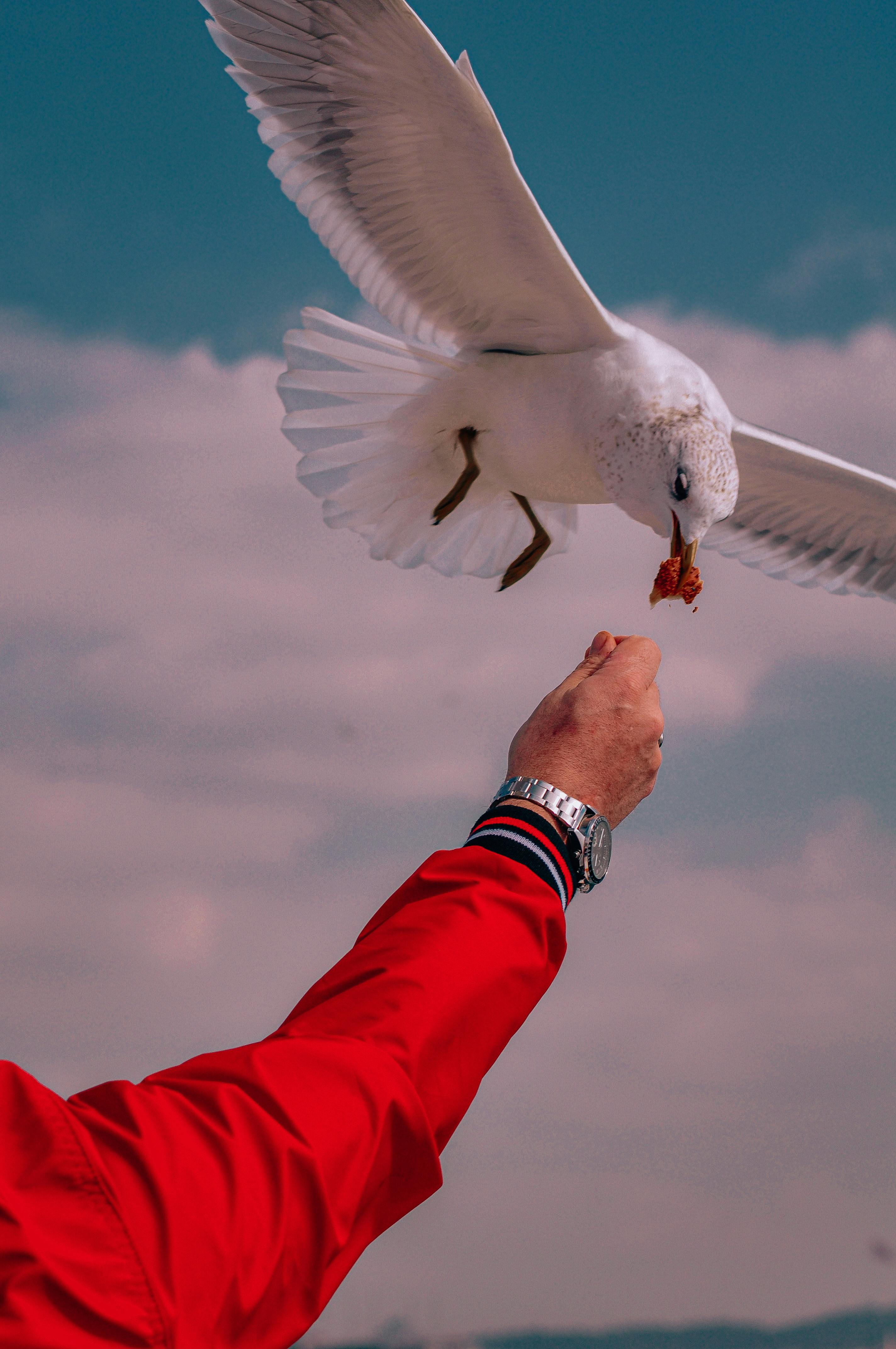 Bird Flying From The Hand Photos, Download The BEST Free Bird Flying ...