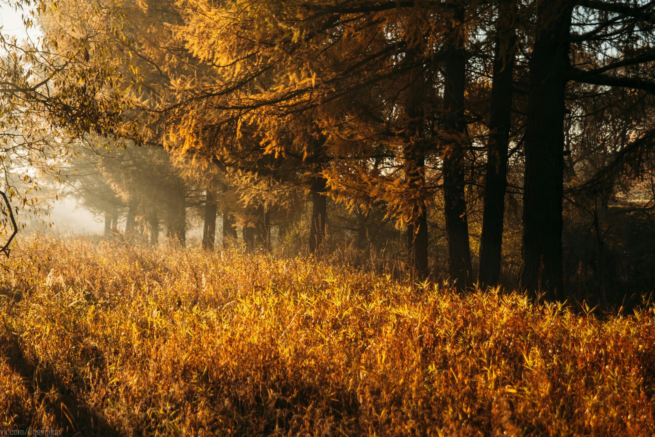 A Trees on Grass Field · Free Stock Photo