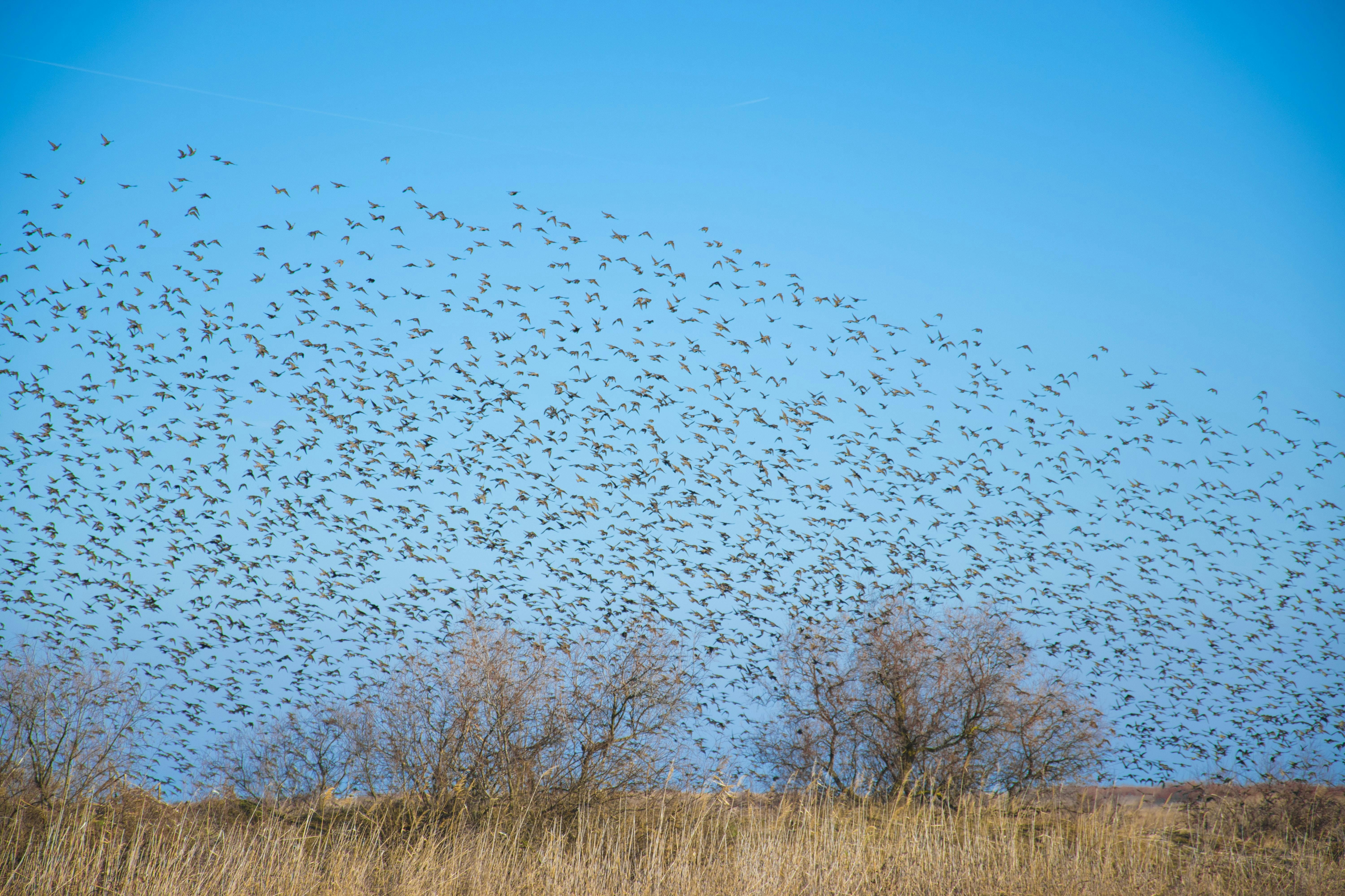 A Flock of Birds Flying A Grass Field · Free Stock Photo