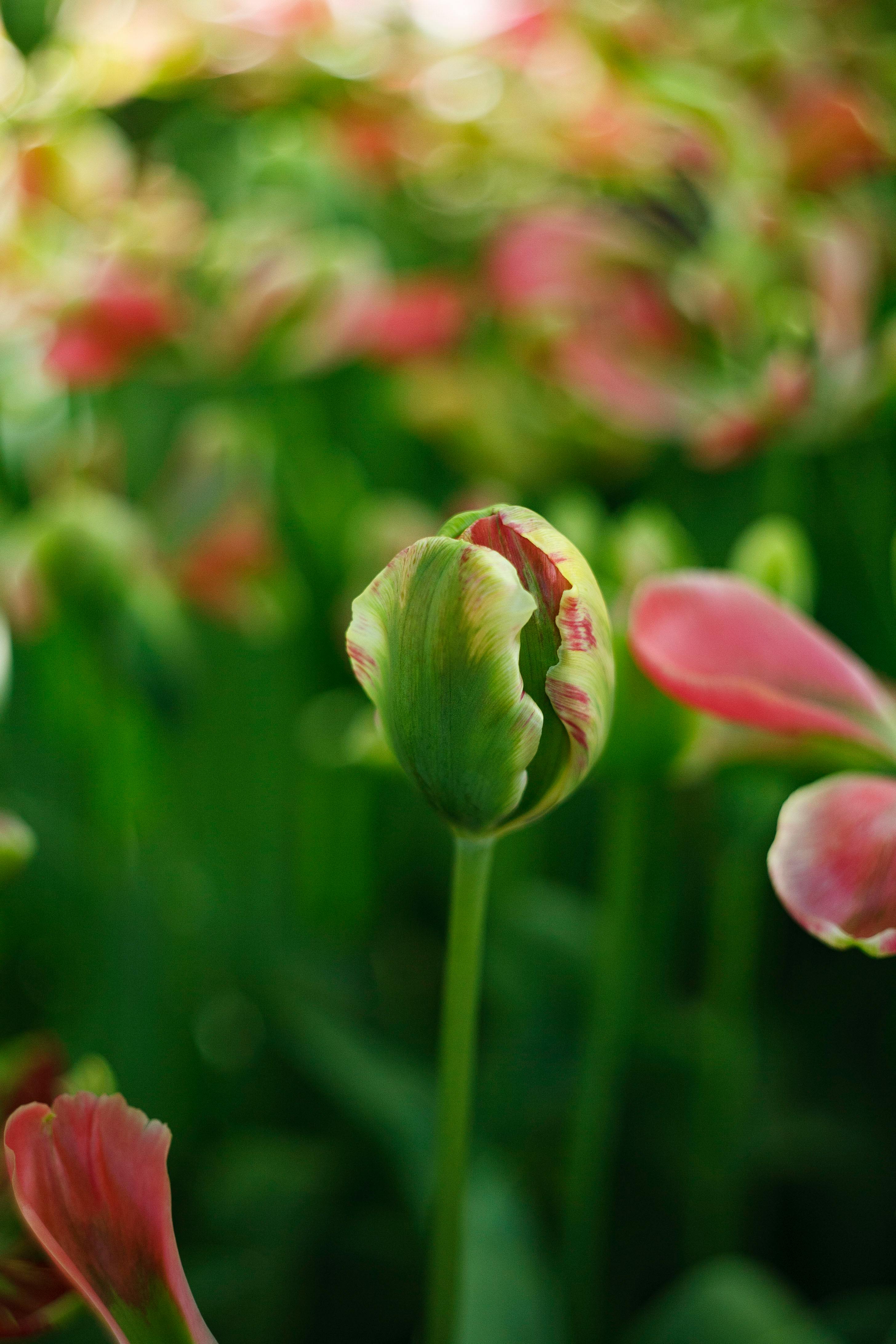 Close-up of a Tulip Bud · Free Stock Photo