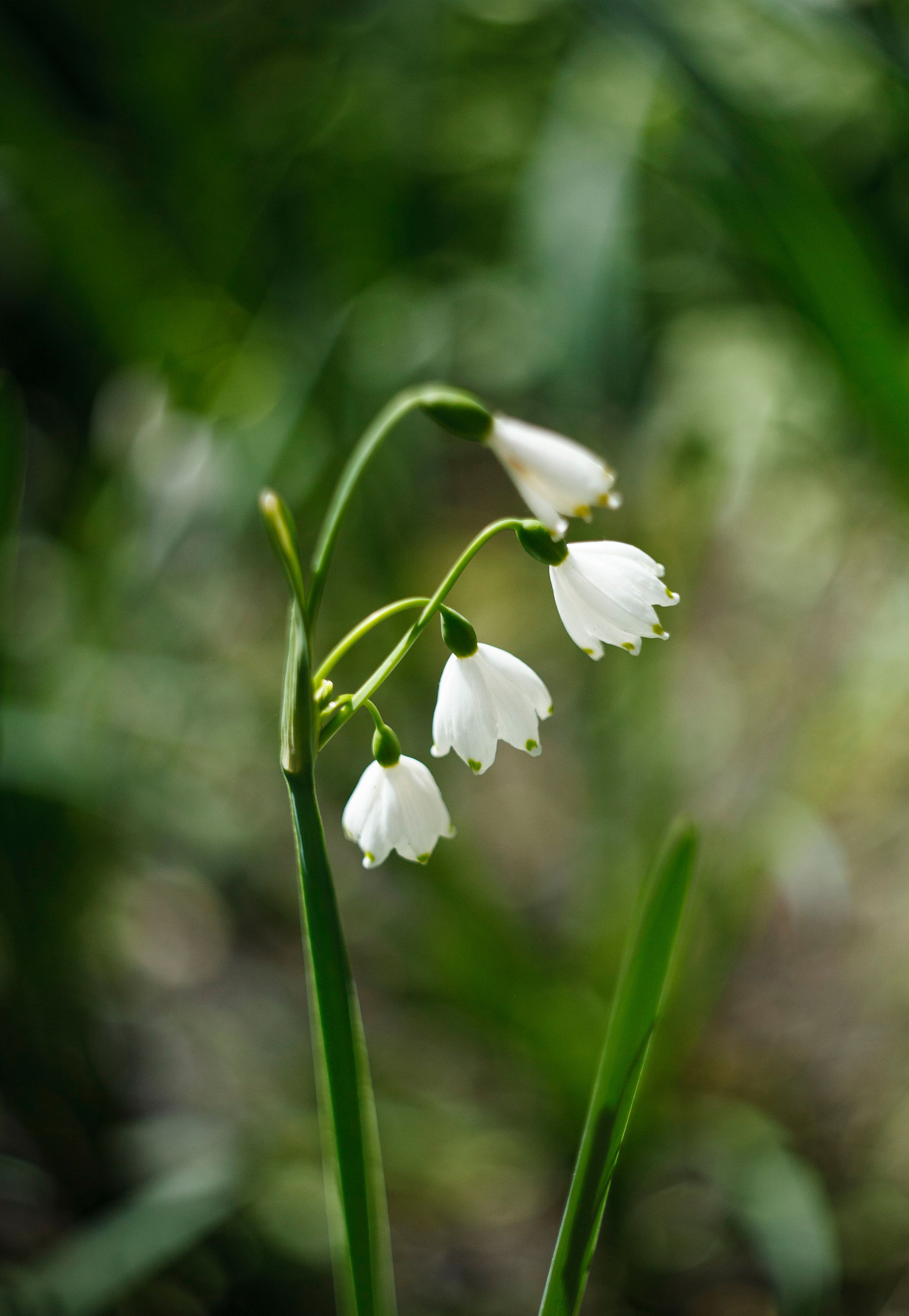 Close-up of Summer Snowflake Flowers · Free Stock Photo