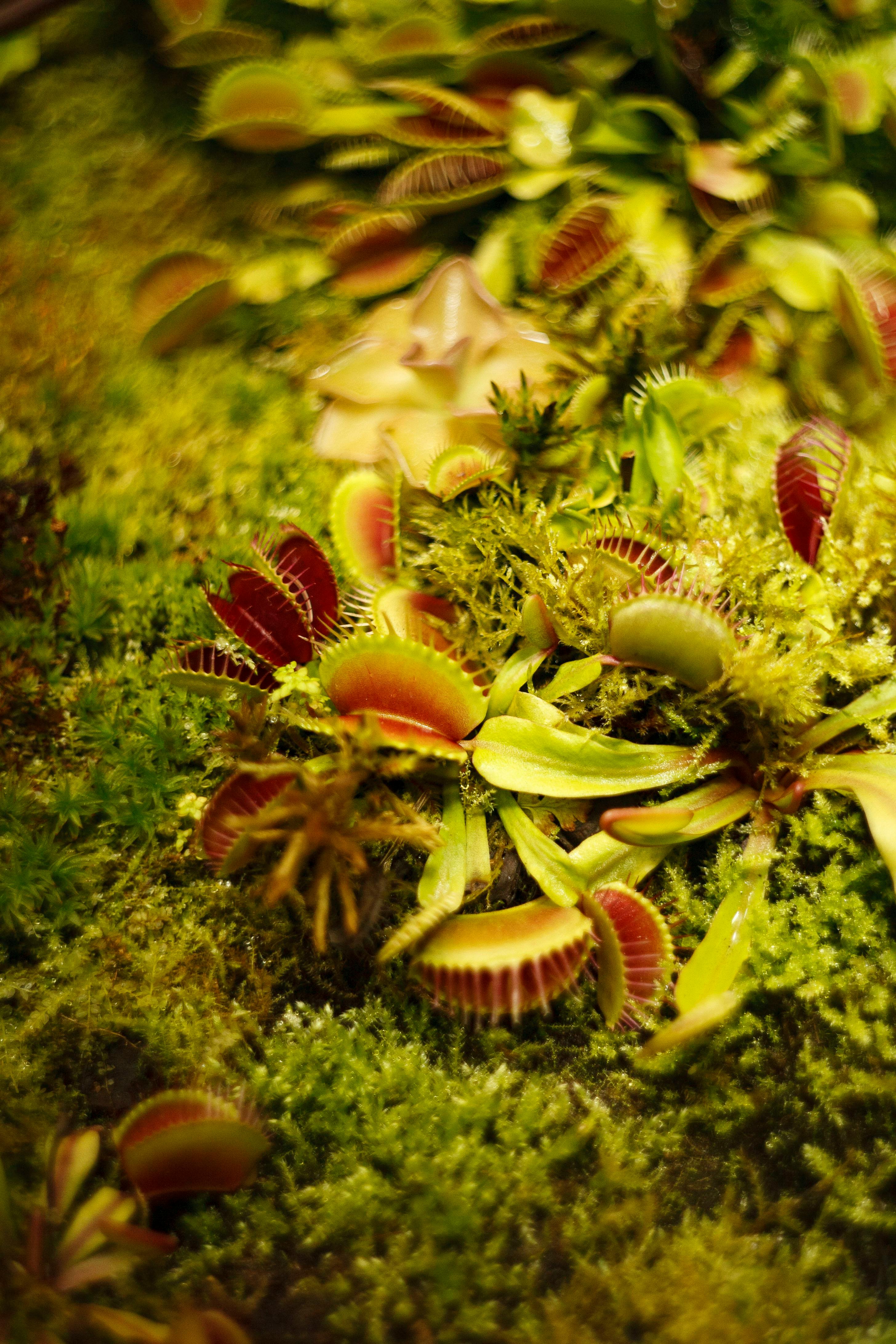 Exotic Plant Growing in Garden · Free Stock Photo