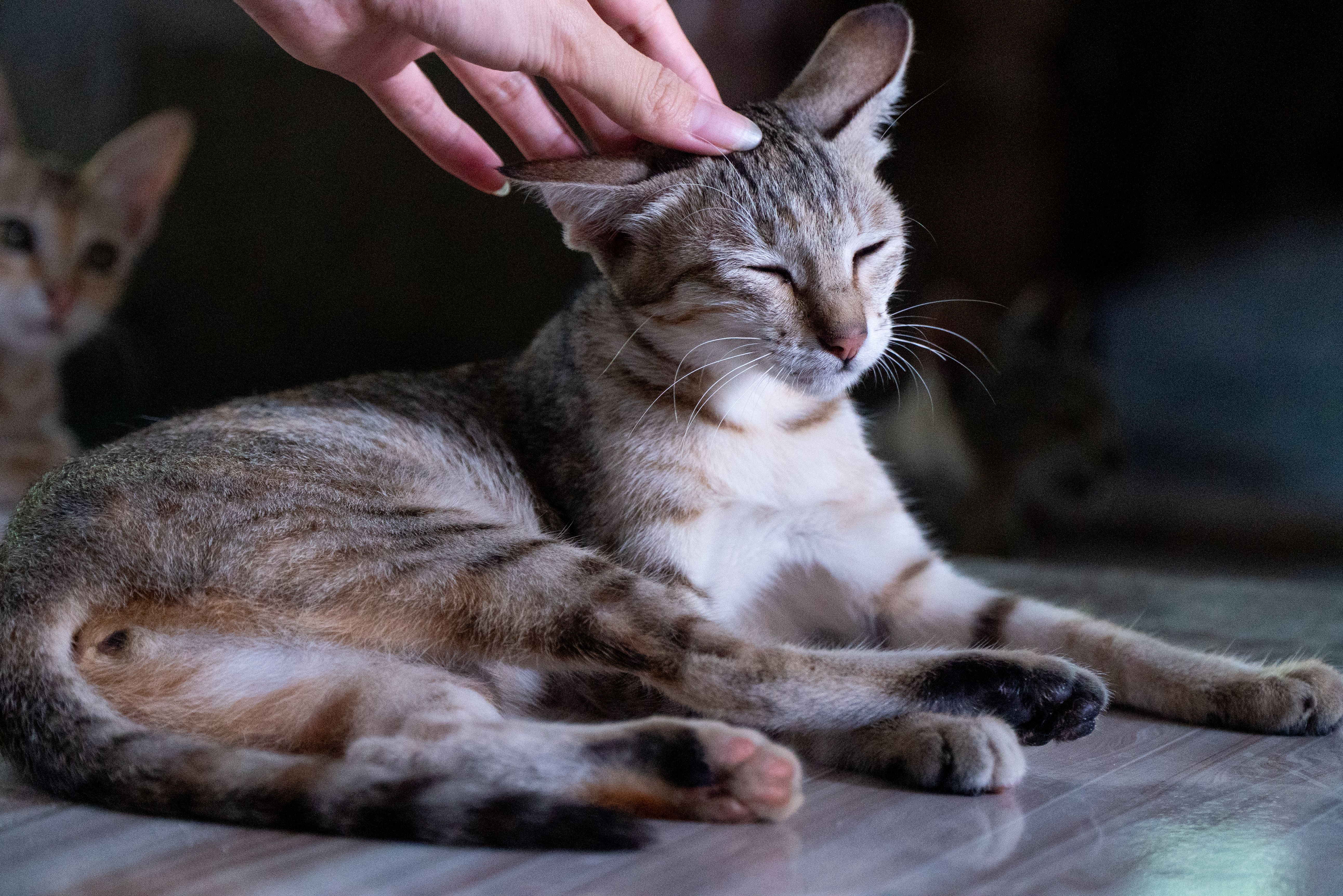A Person Touching Gray and Brown Cat · Free Stock Photo