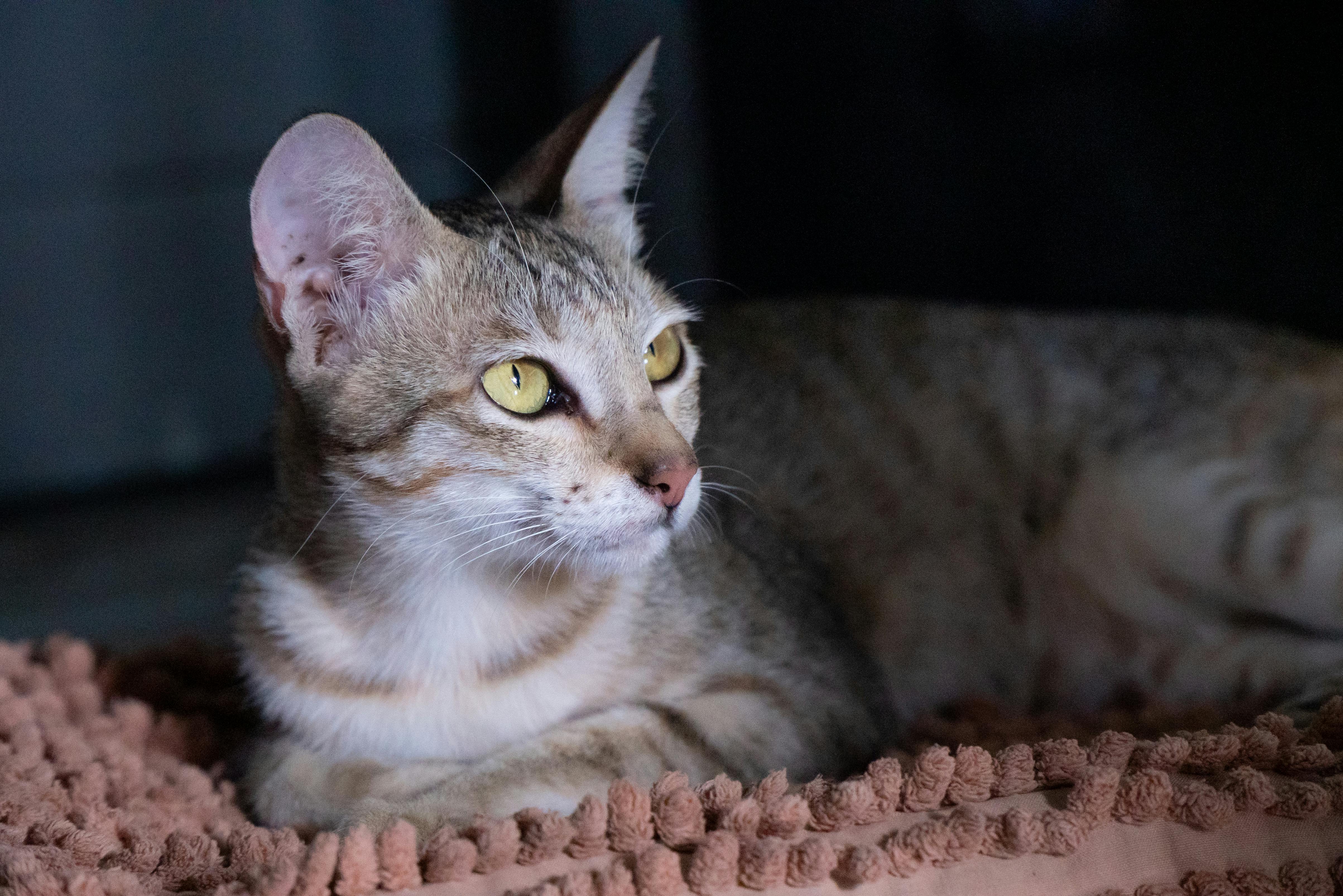 A Gray Tabby Cat Lying on Brown Rug · Free Stock Photo