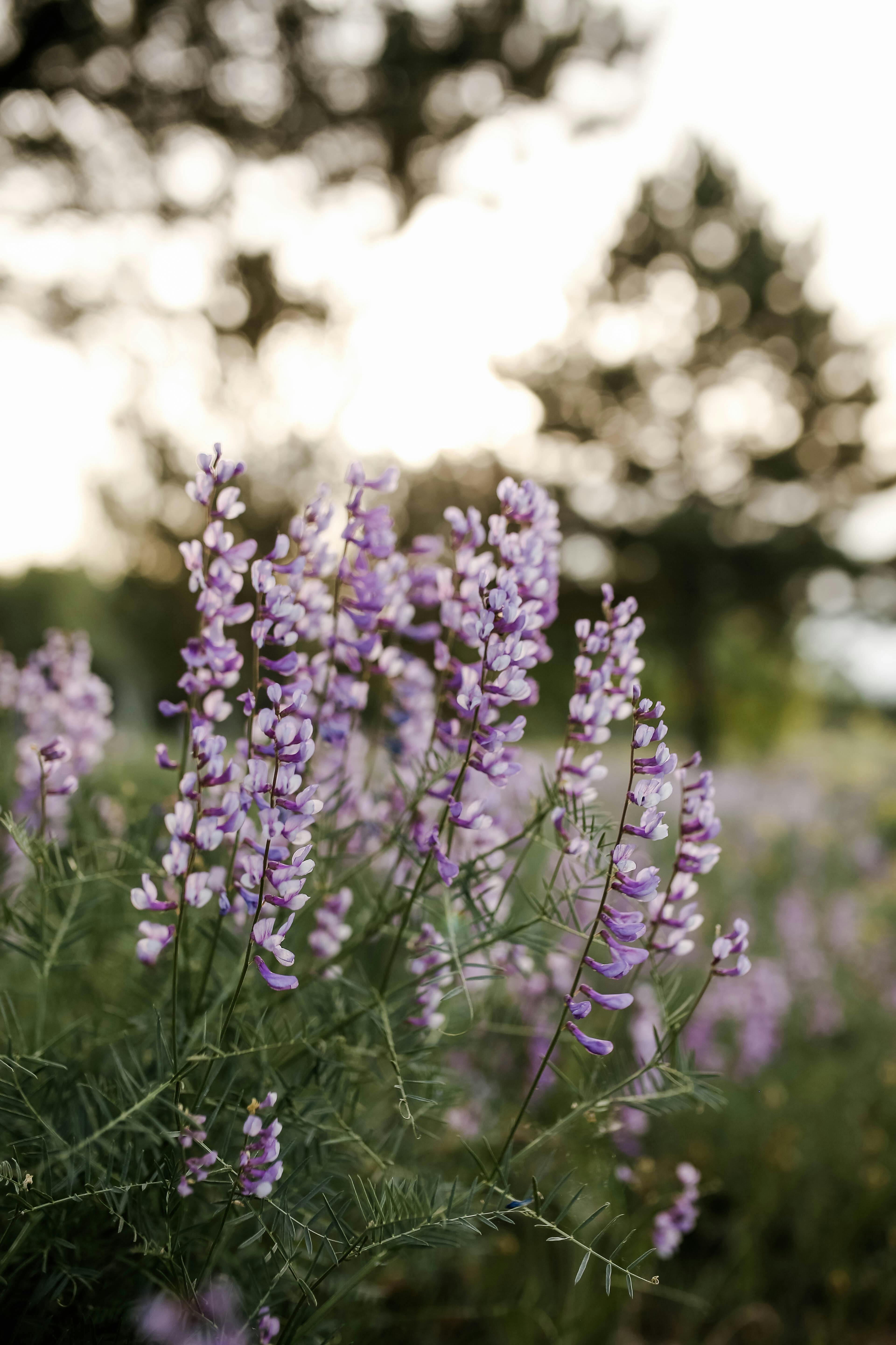 Close up of Small Purple Flowers · Free Stock Photo