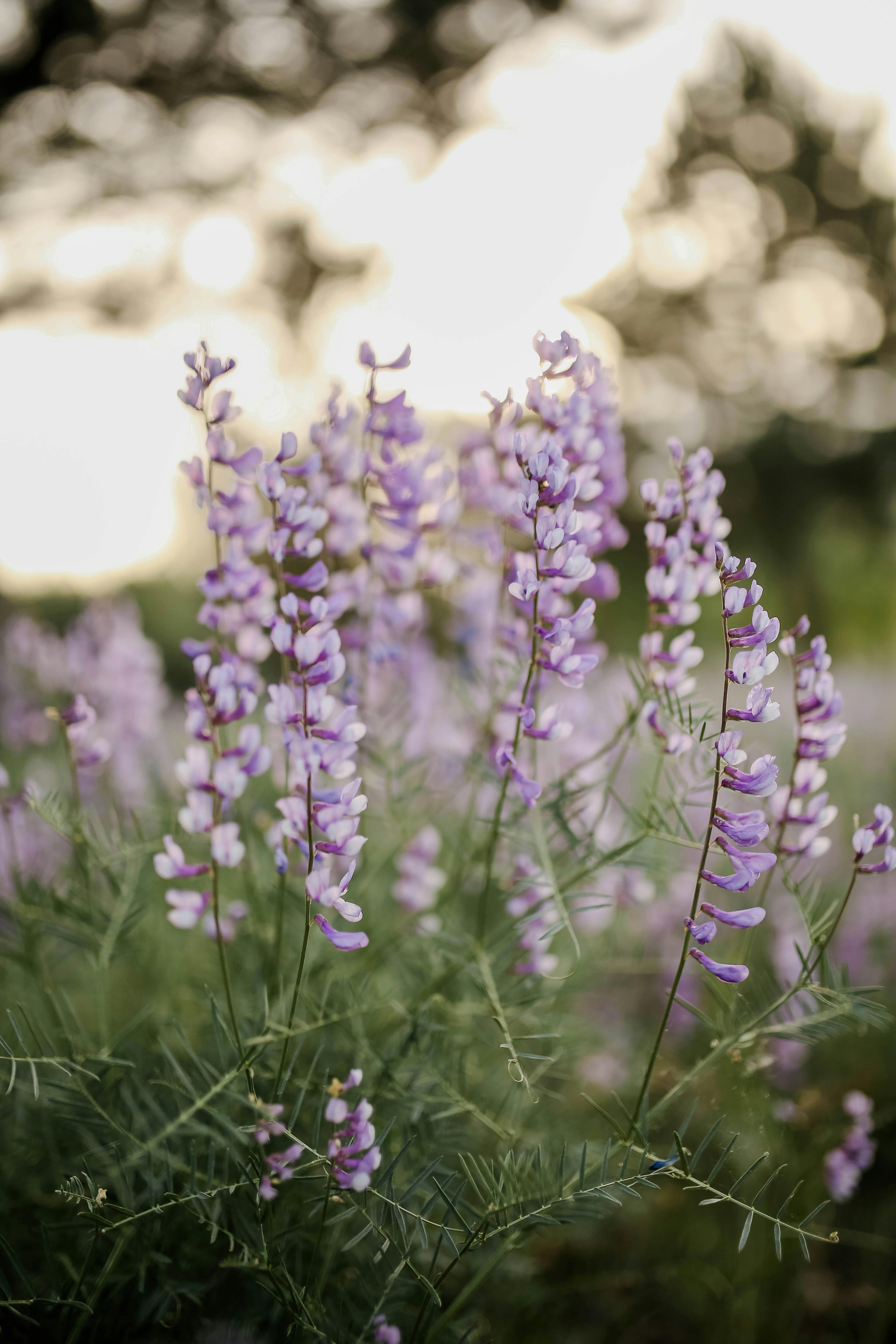 Lavander Photos, Download The BEST Free Lavander Stock Photos & HD Images