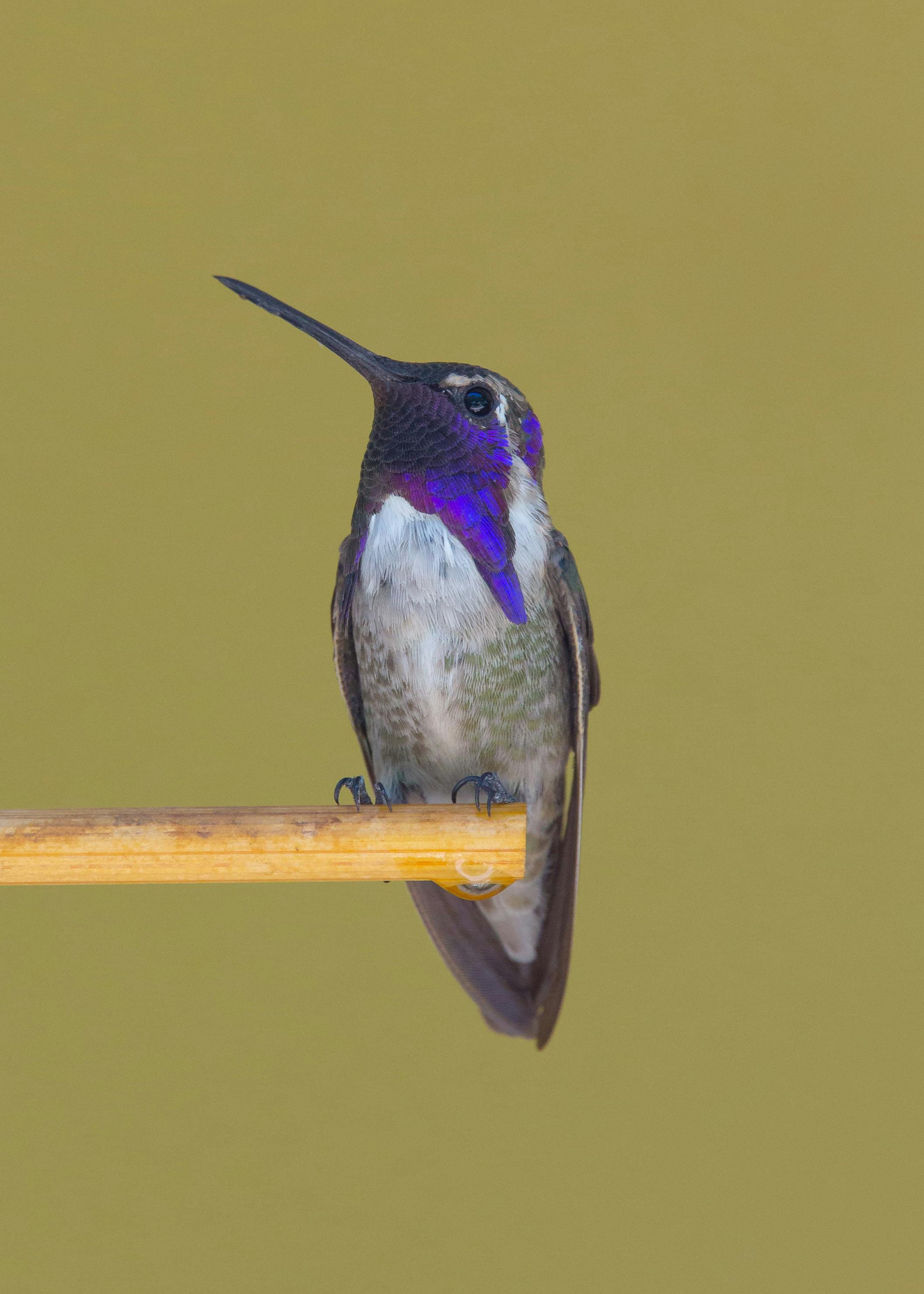 A Flying Hummingbird · Free Stock Photo