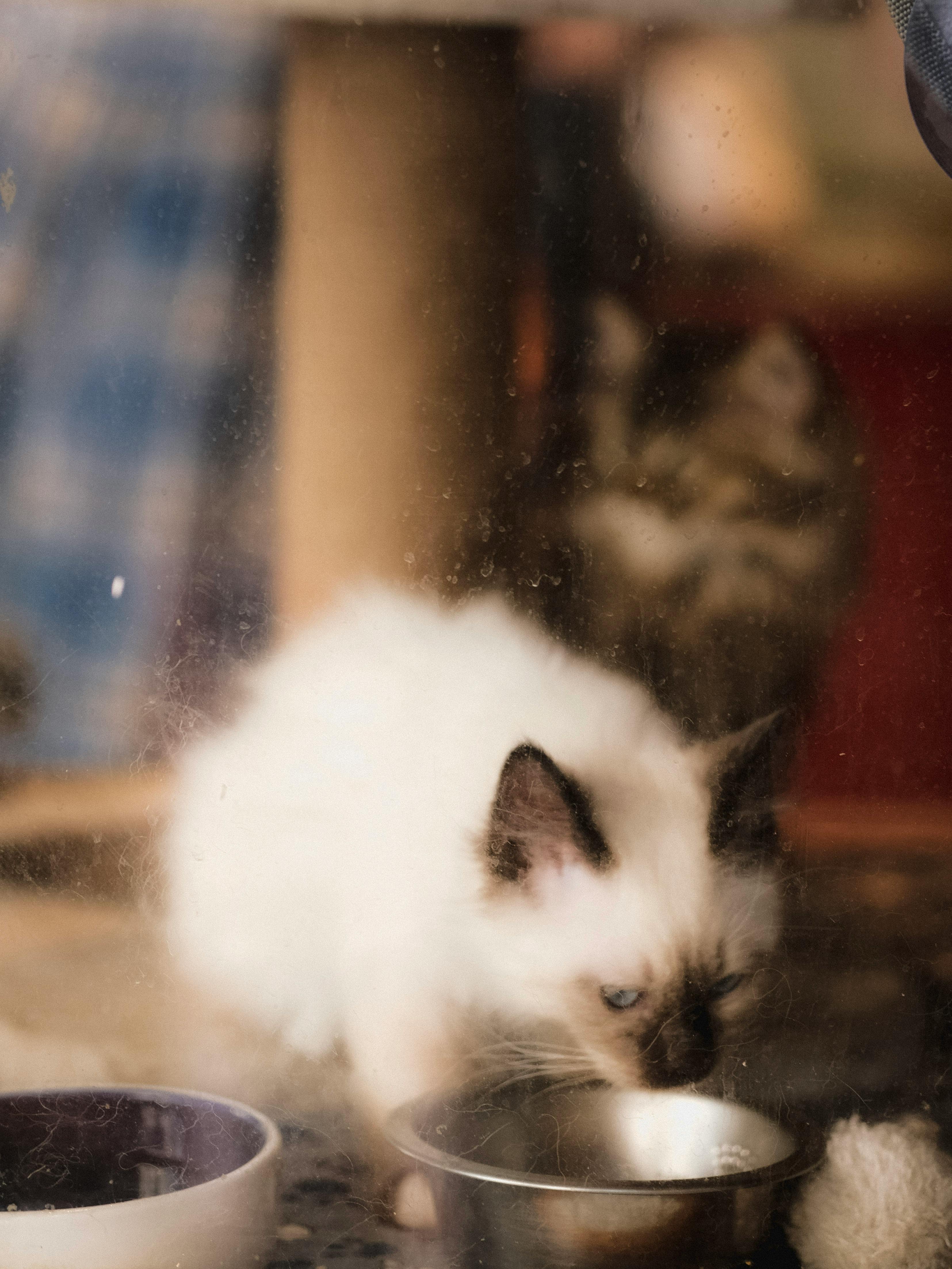 Cat Eating Photos, Download The BEST Free Cat Eating Stock Photos & HD ...