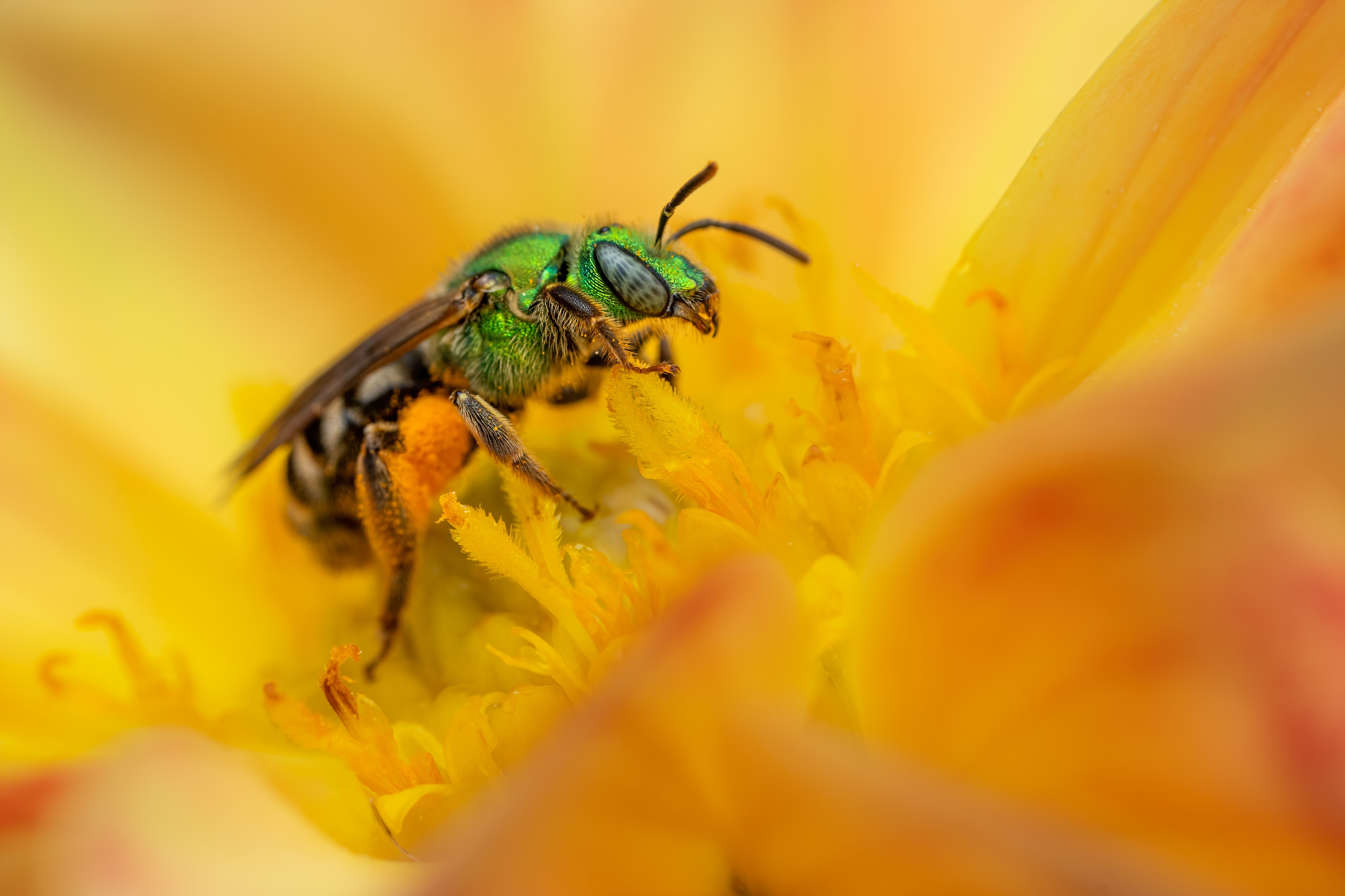 Bee Dome Photos, Download Free Bee Dome Stock Photos & HD Images