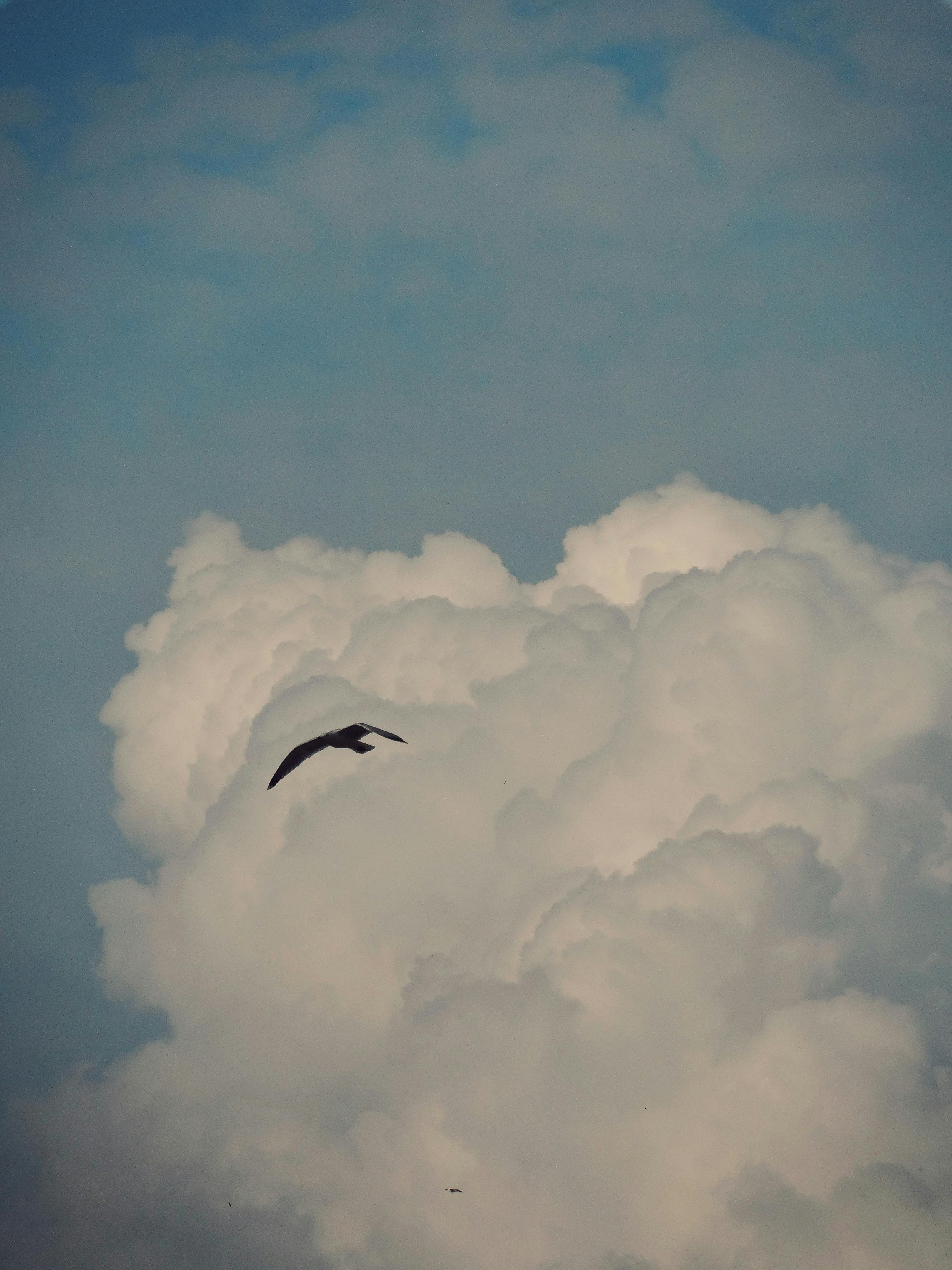 Cloud behind Flying Bird · Free Stock Photo
