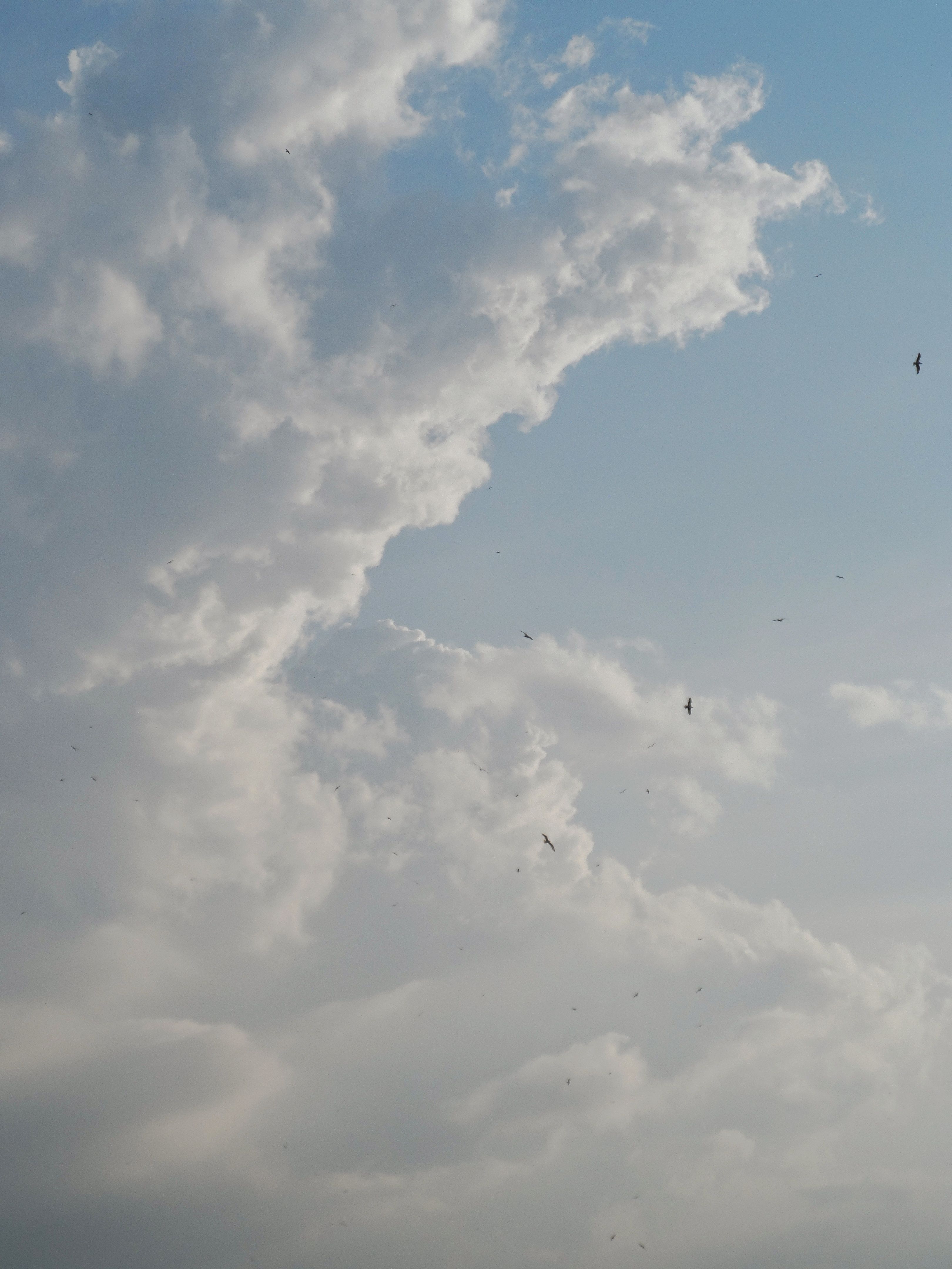 Birds Flying under Cloud · Free Stock Photo