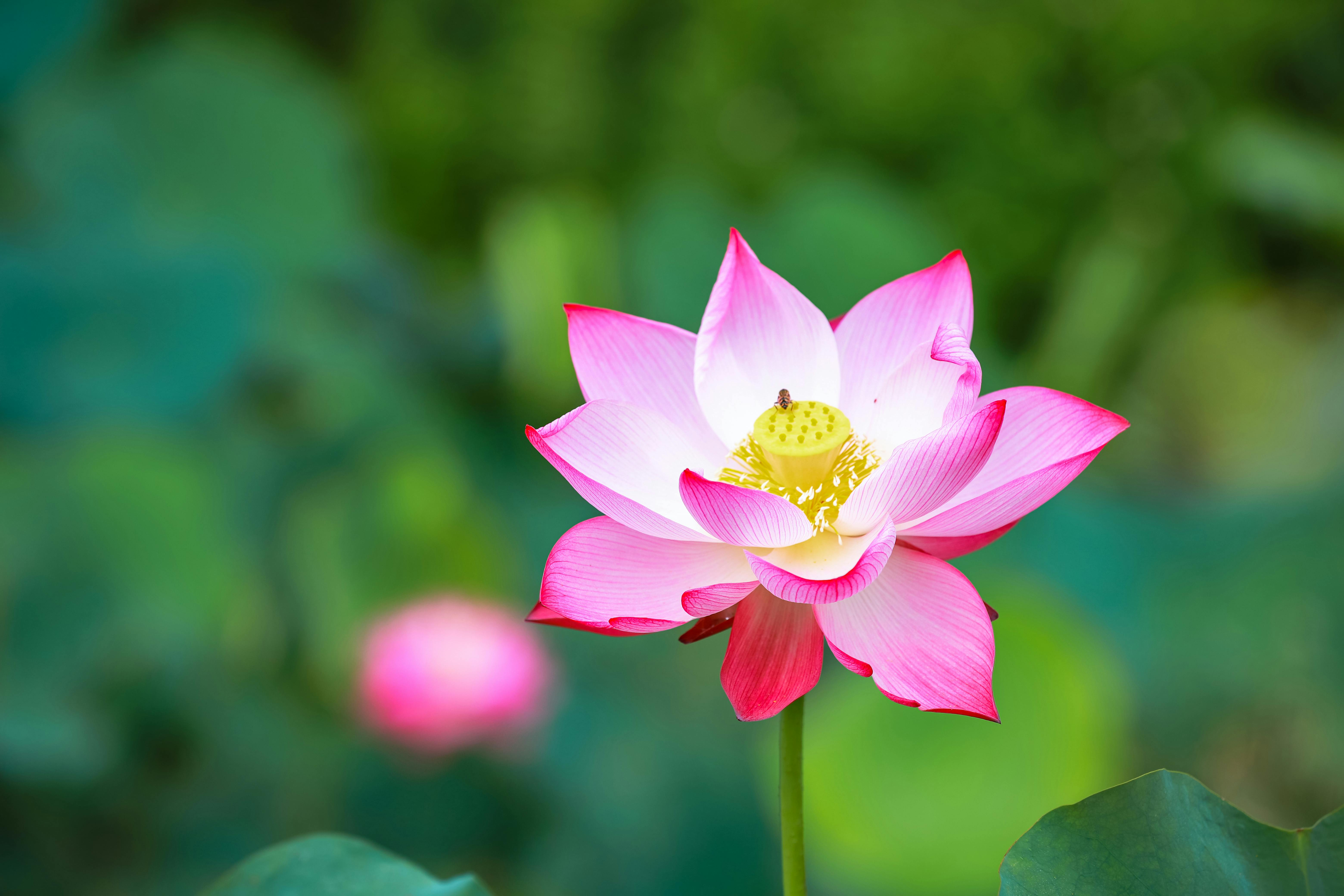 A Pink Lotus Flower with a Fly on Seed Pod · Free Stock Photo