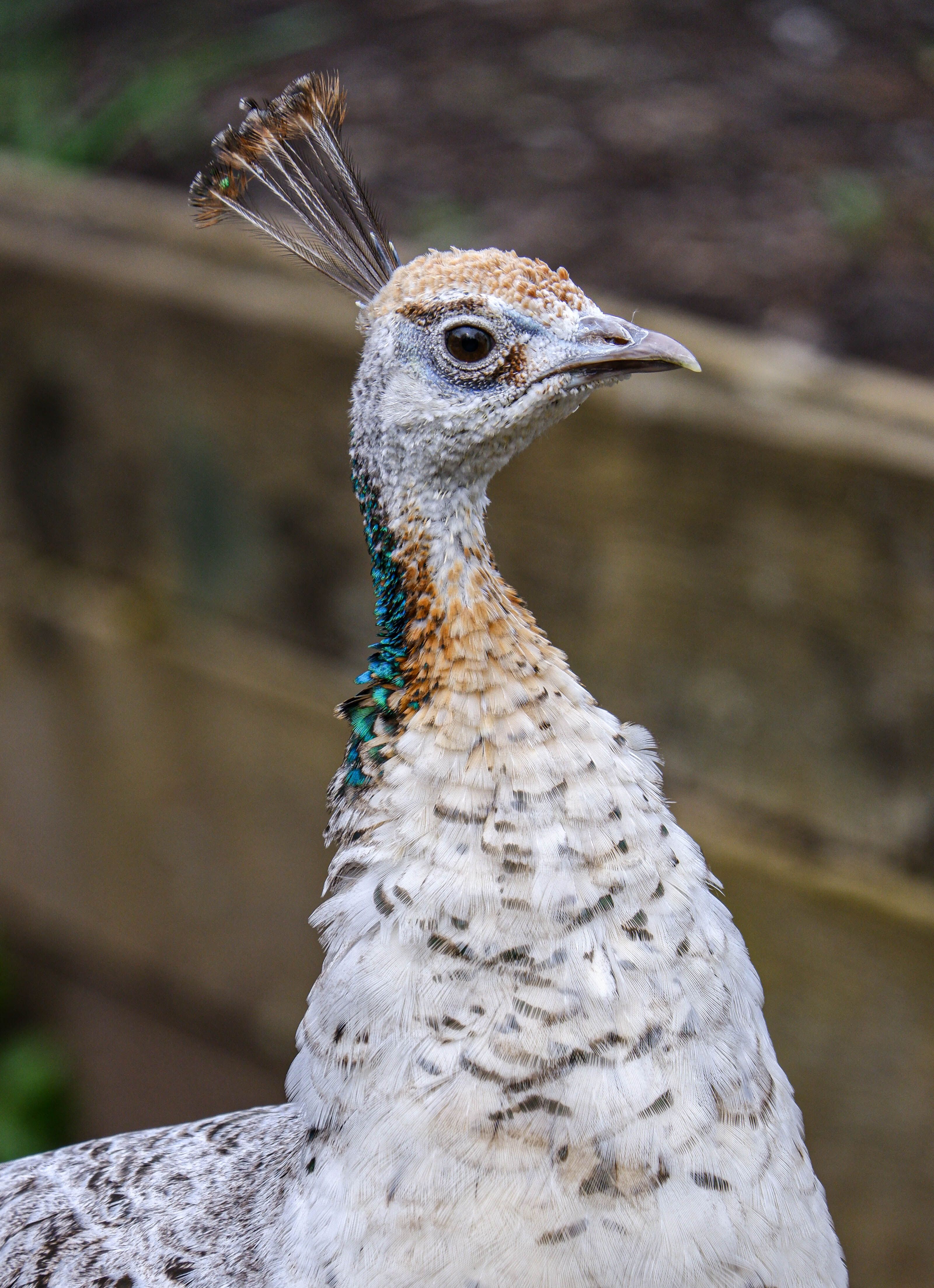 White Peacock in Close Up Photography · Free Stock Photo