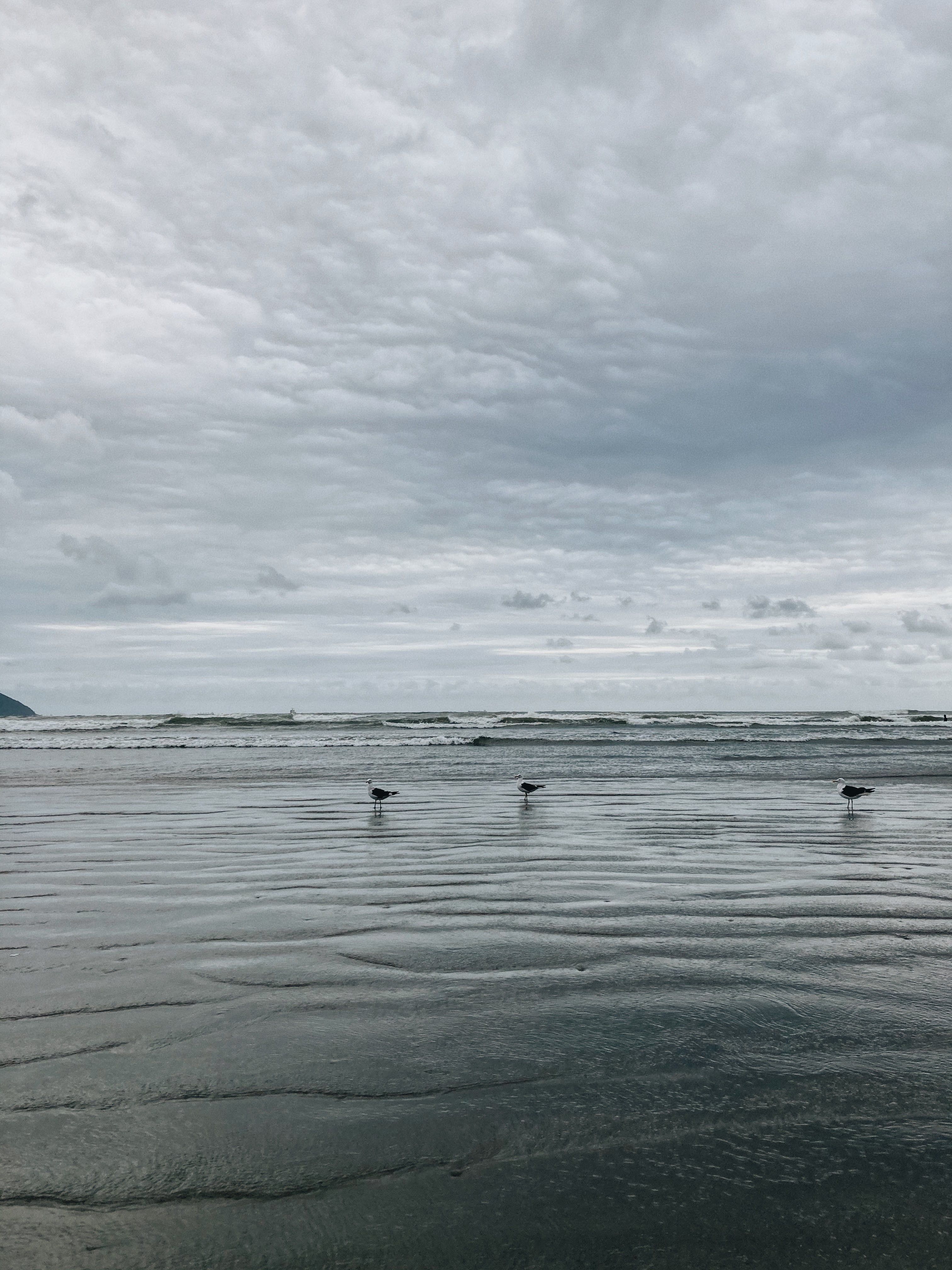 Seashore Under Gray Sky · Free Stock Photo
