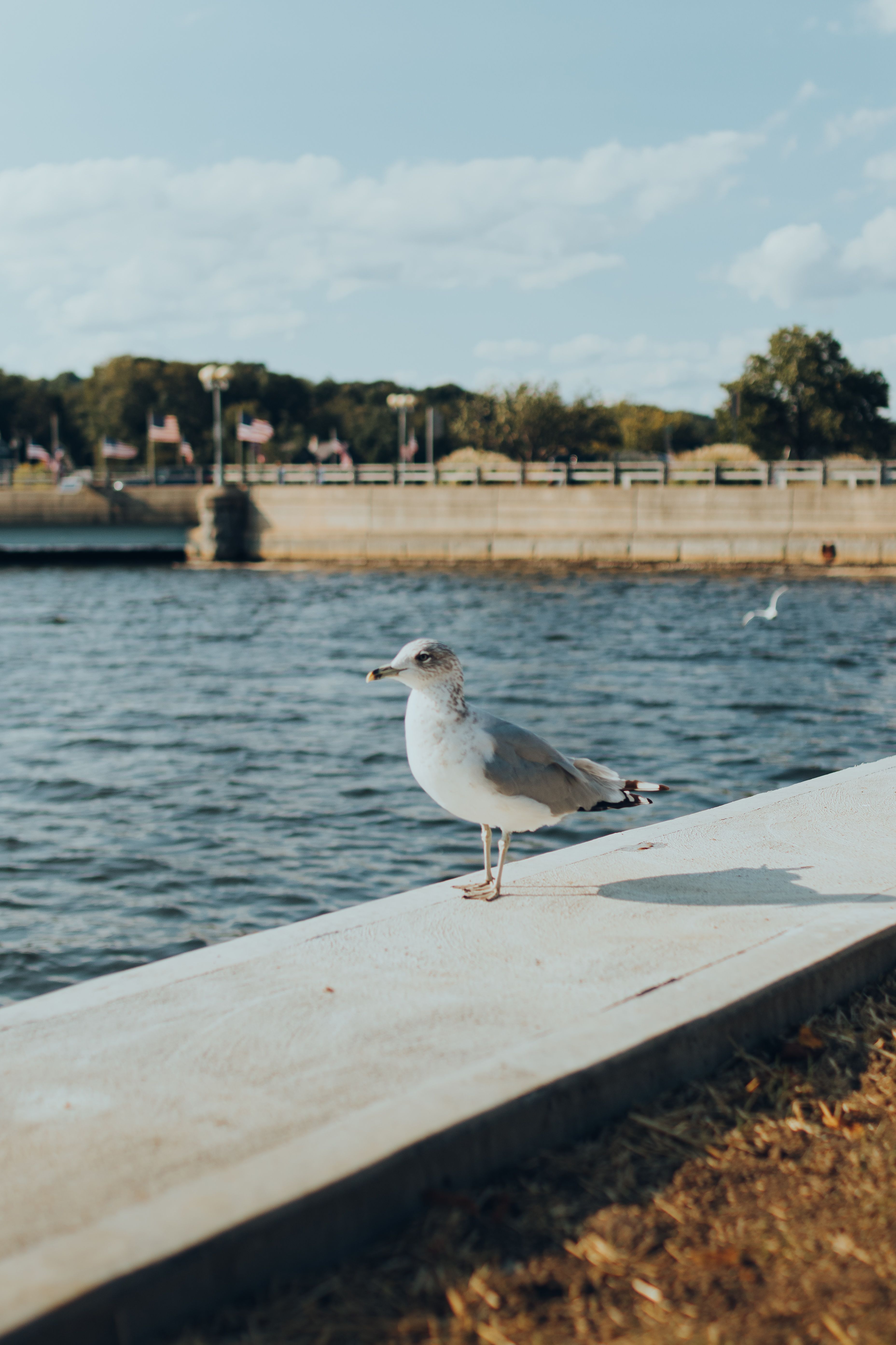A Seagull on Concrete Ledge beside Lake · Free Stock Photo