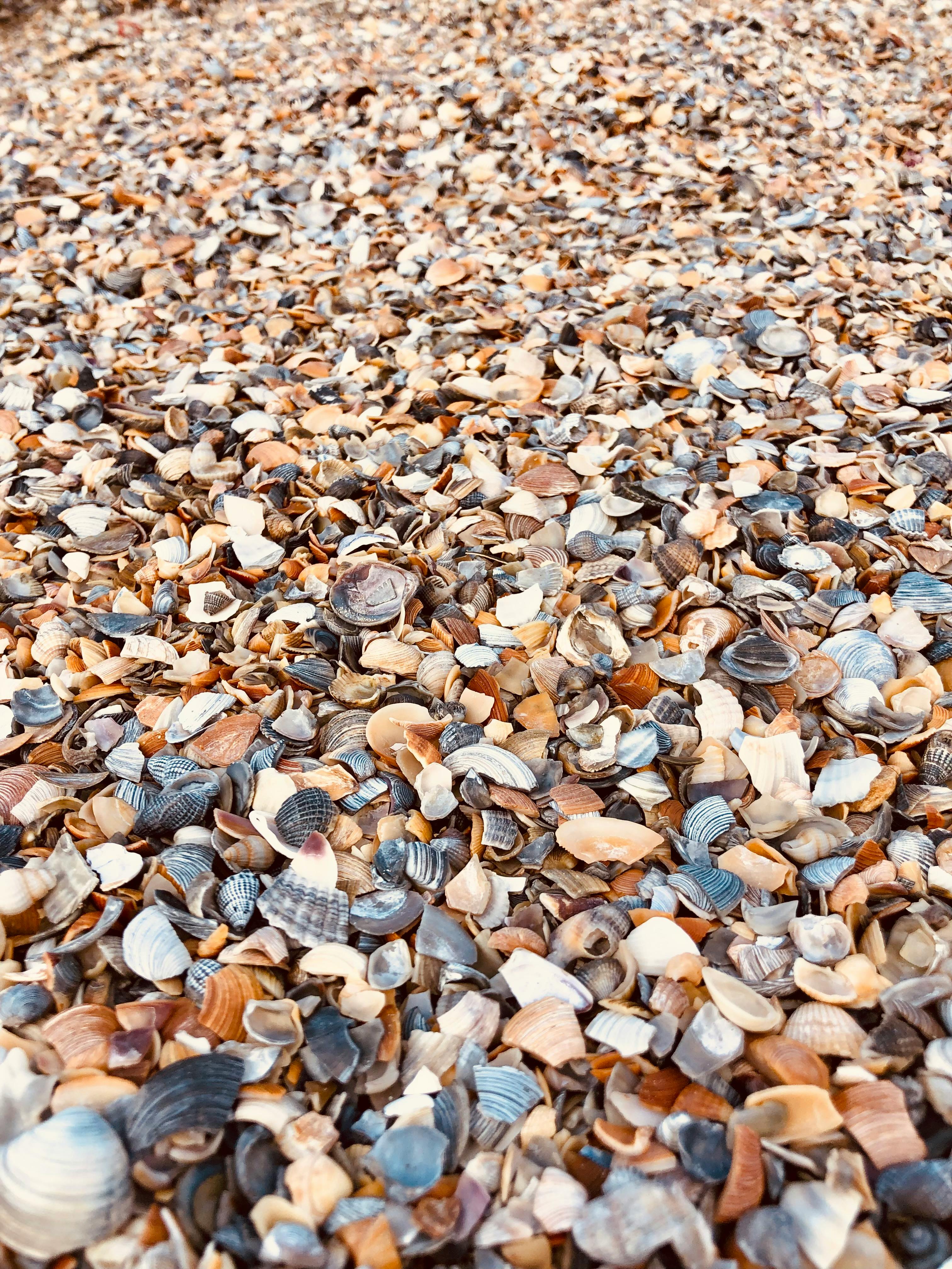 Seashells Photos, Download The BEST Free Seashells Stock Photos & HD Images