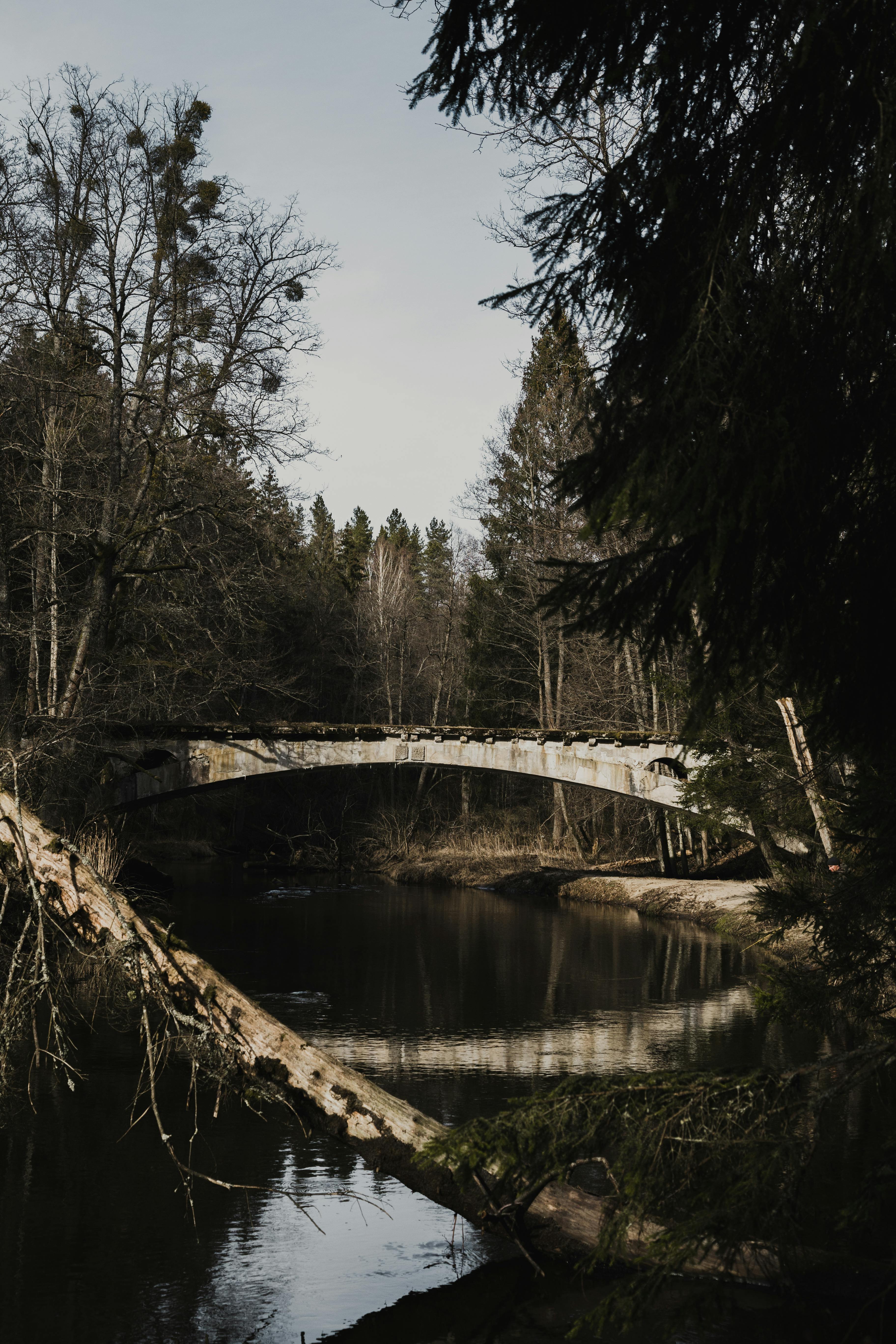 White Bridge over River Surrounded by Trees · Free Stock Photo