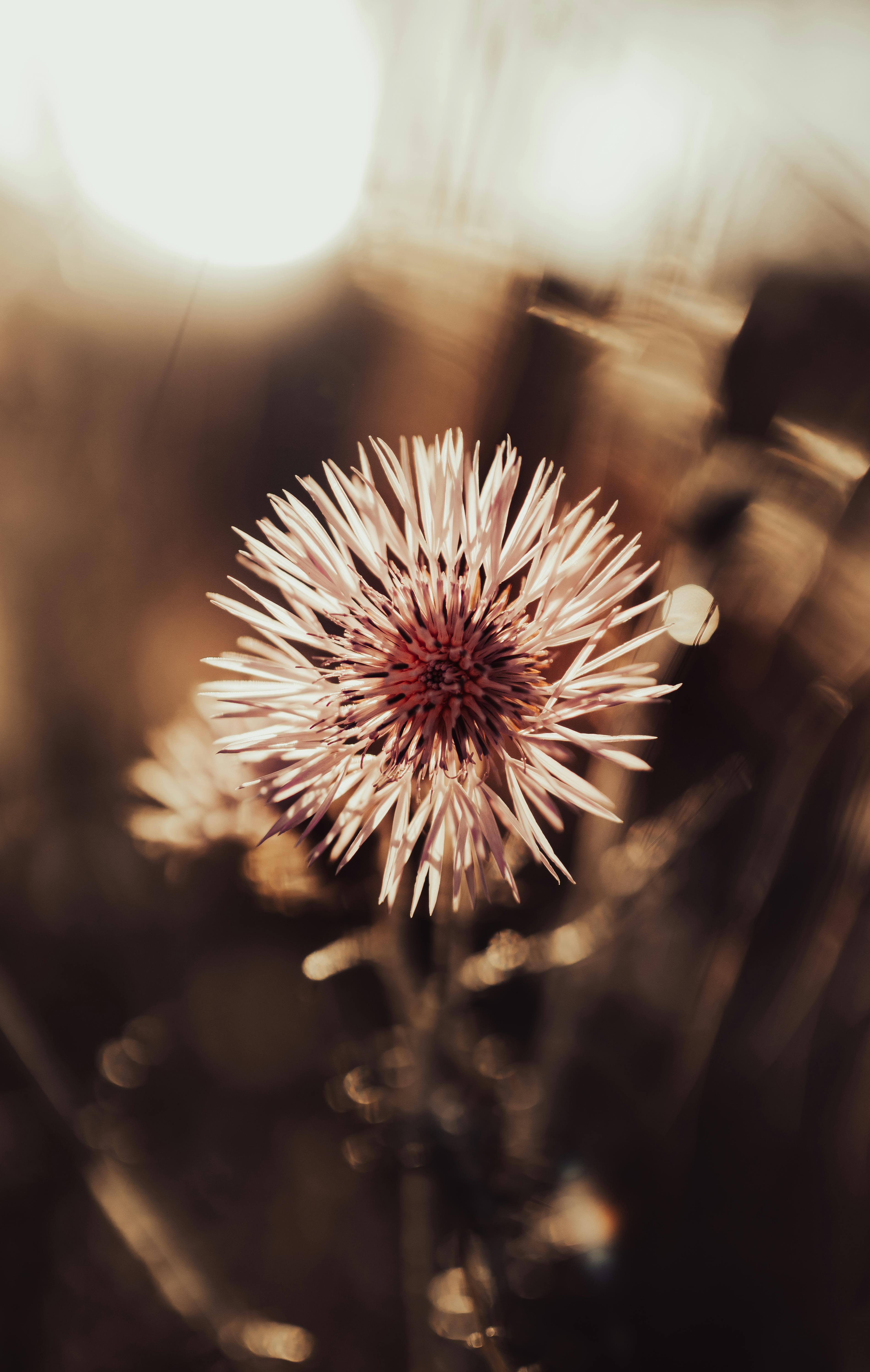 Close-up of a Wildflower · Free Stock Photo