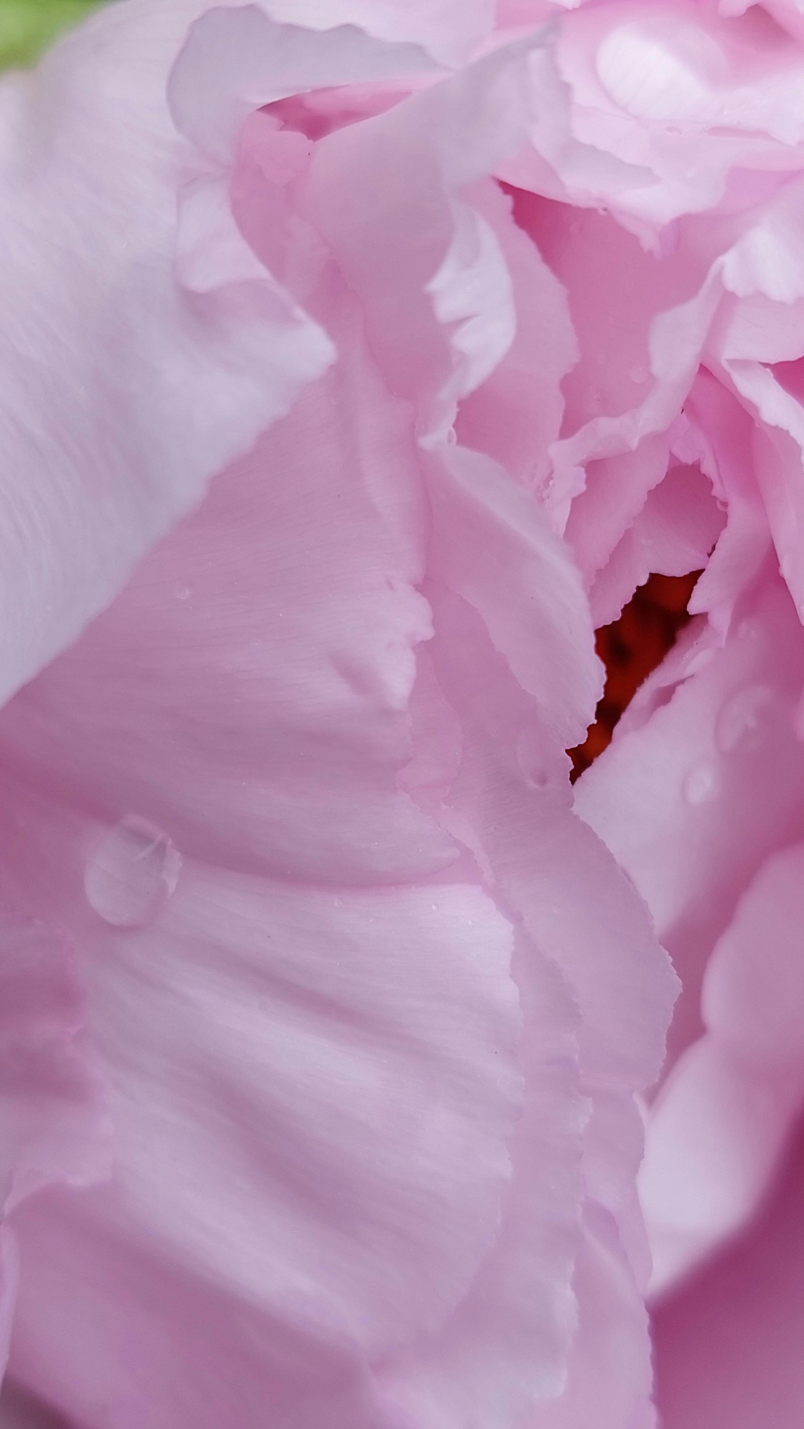 A Pink Flower with Raindrops in Macro Shot · Free Stock Photo