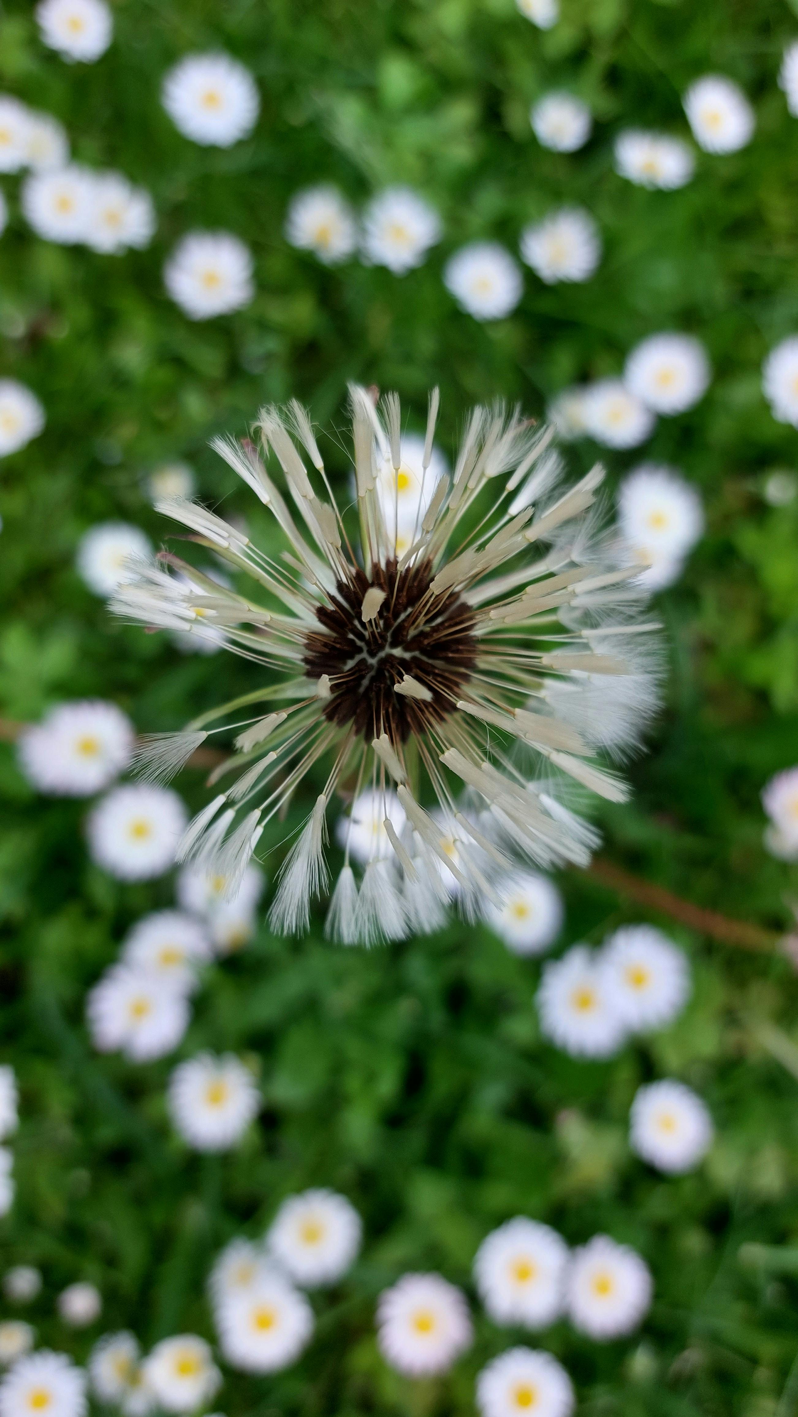 Sudarshan Plant Flower Photos, Download Free Sudarshan Plant Flower ...