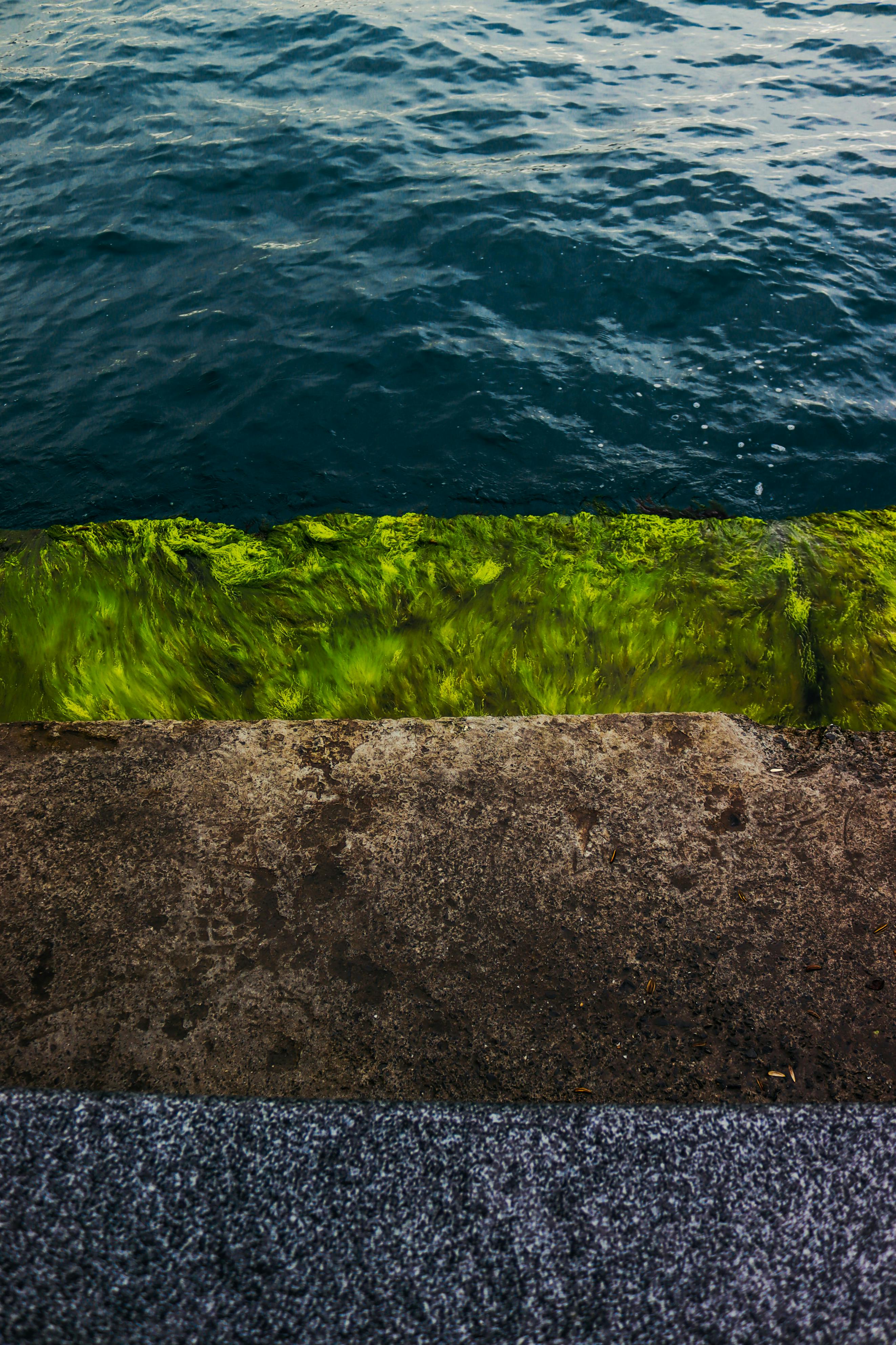 Algae Photos, Download The BEST Free Algae Stock Photos & HD Images