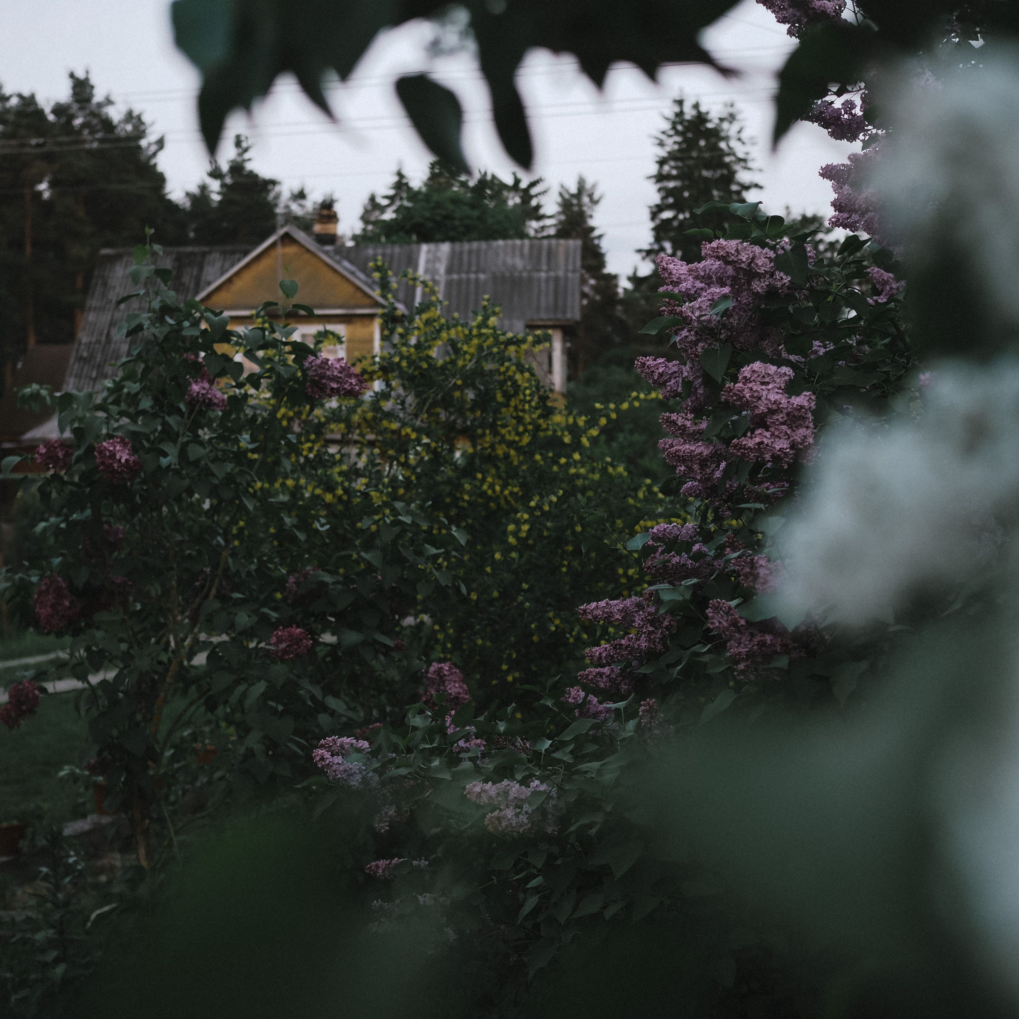 Colorful Trees in Garden · Free Stock Photo