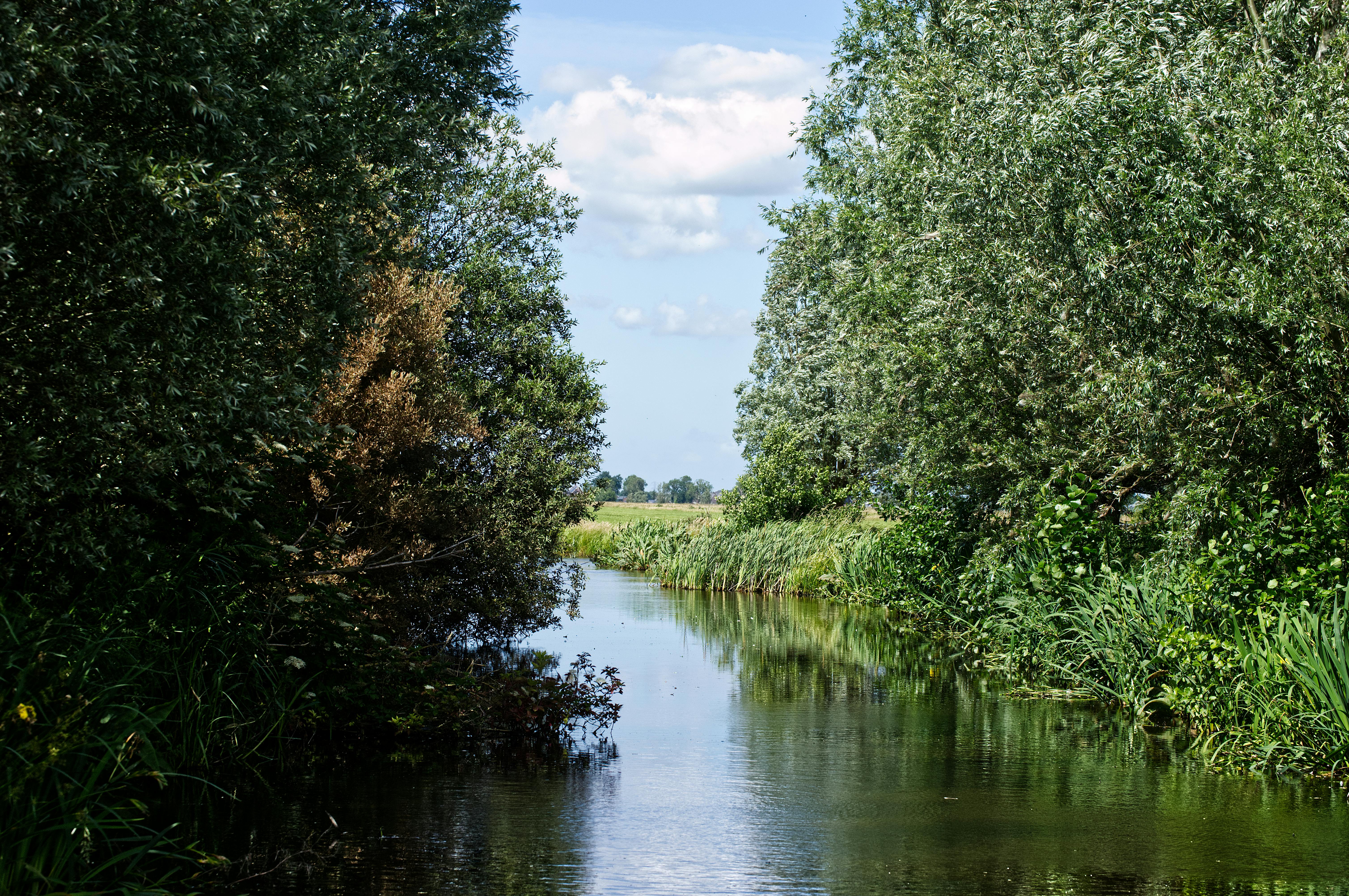 Trees around River · Free Stock Photo