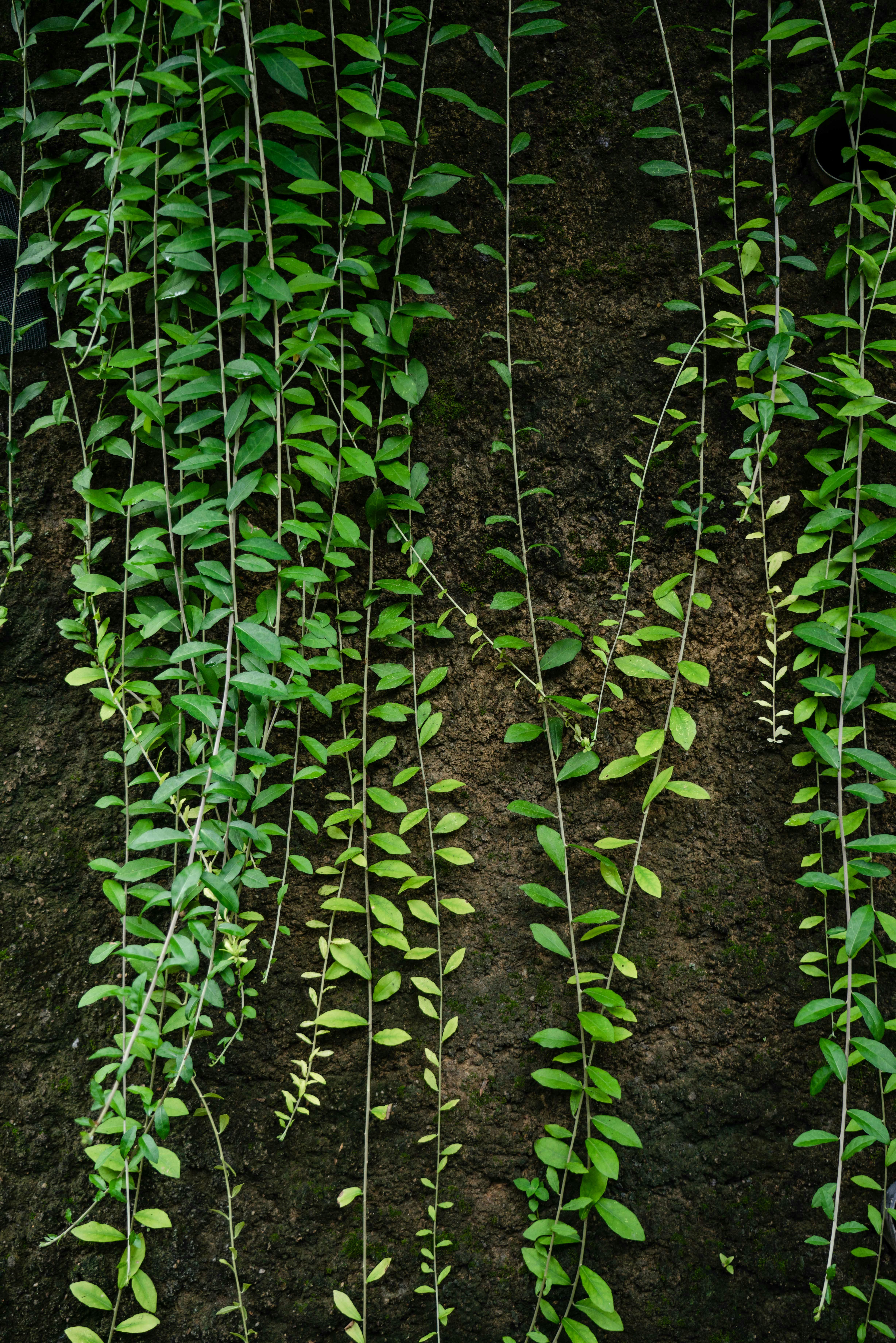 Ivy on Rock · Free Stock Photo
