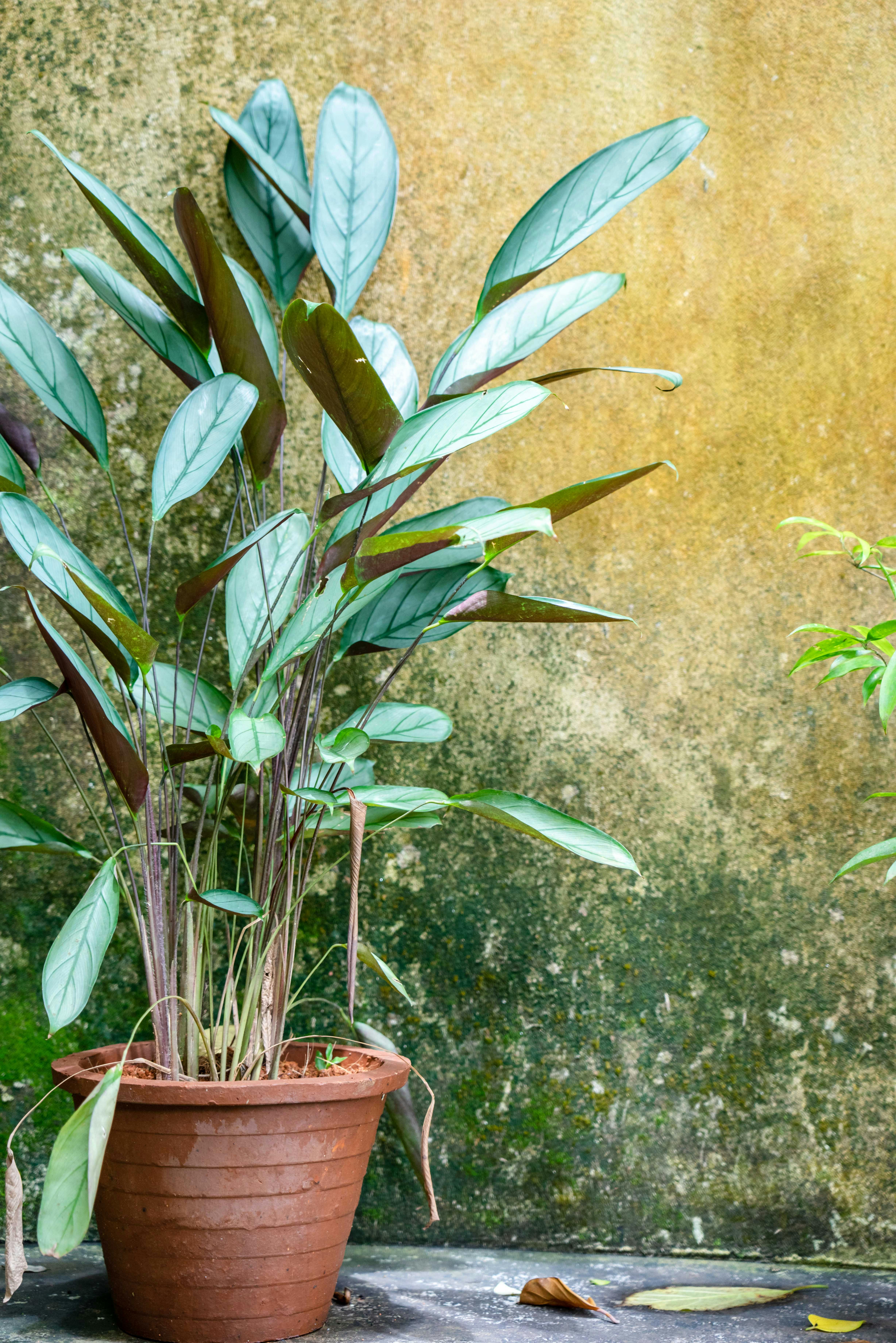 Photo of a Potted Plant · Free Stock Photo