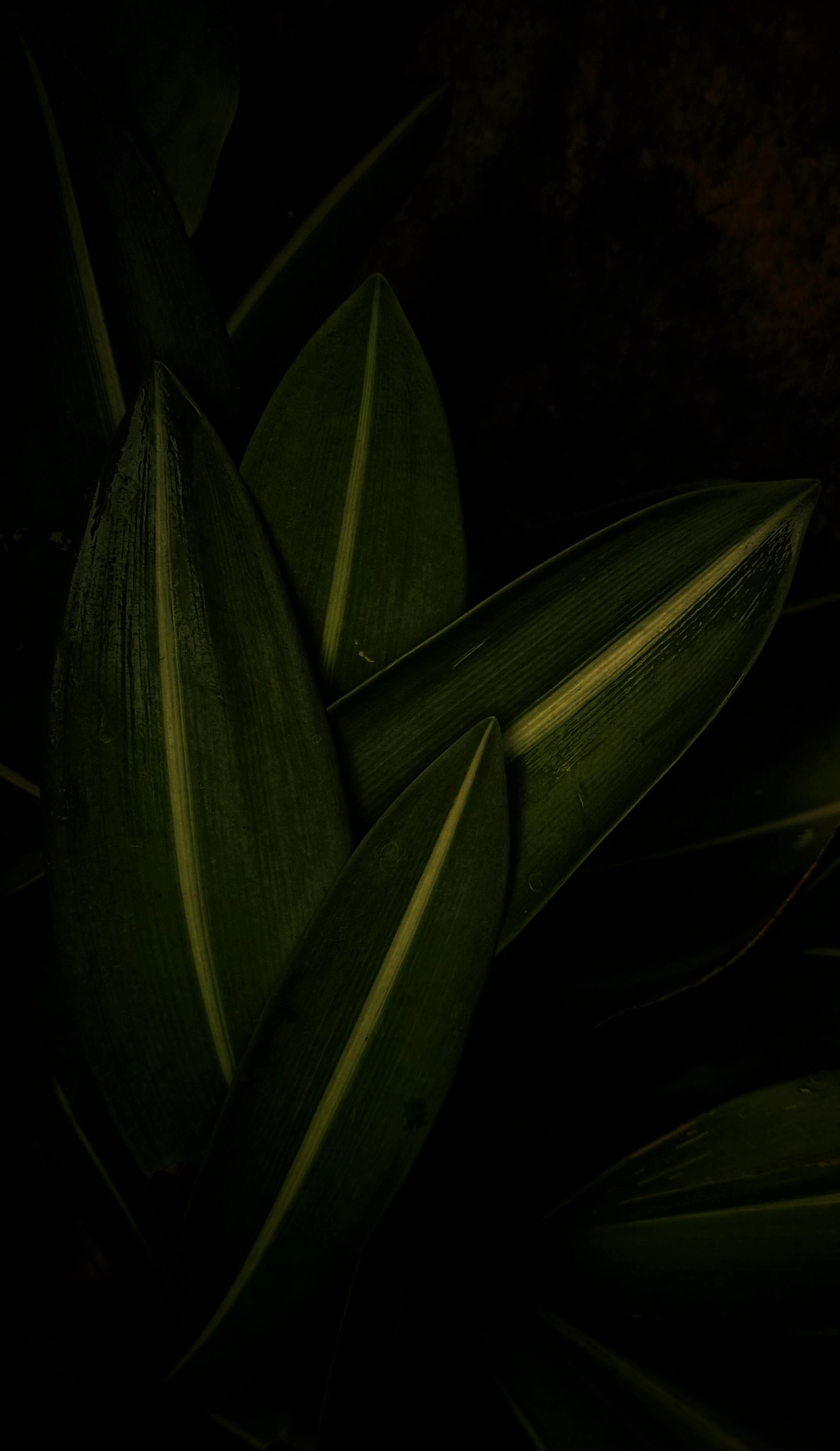 Close Up Photo of Dark Green laeves · Free Stock Photo